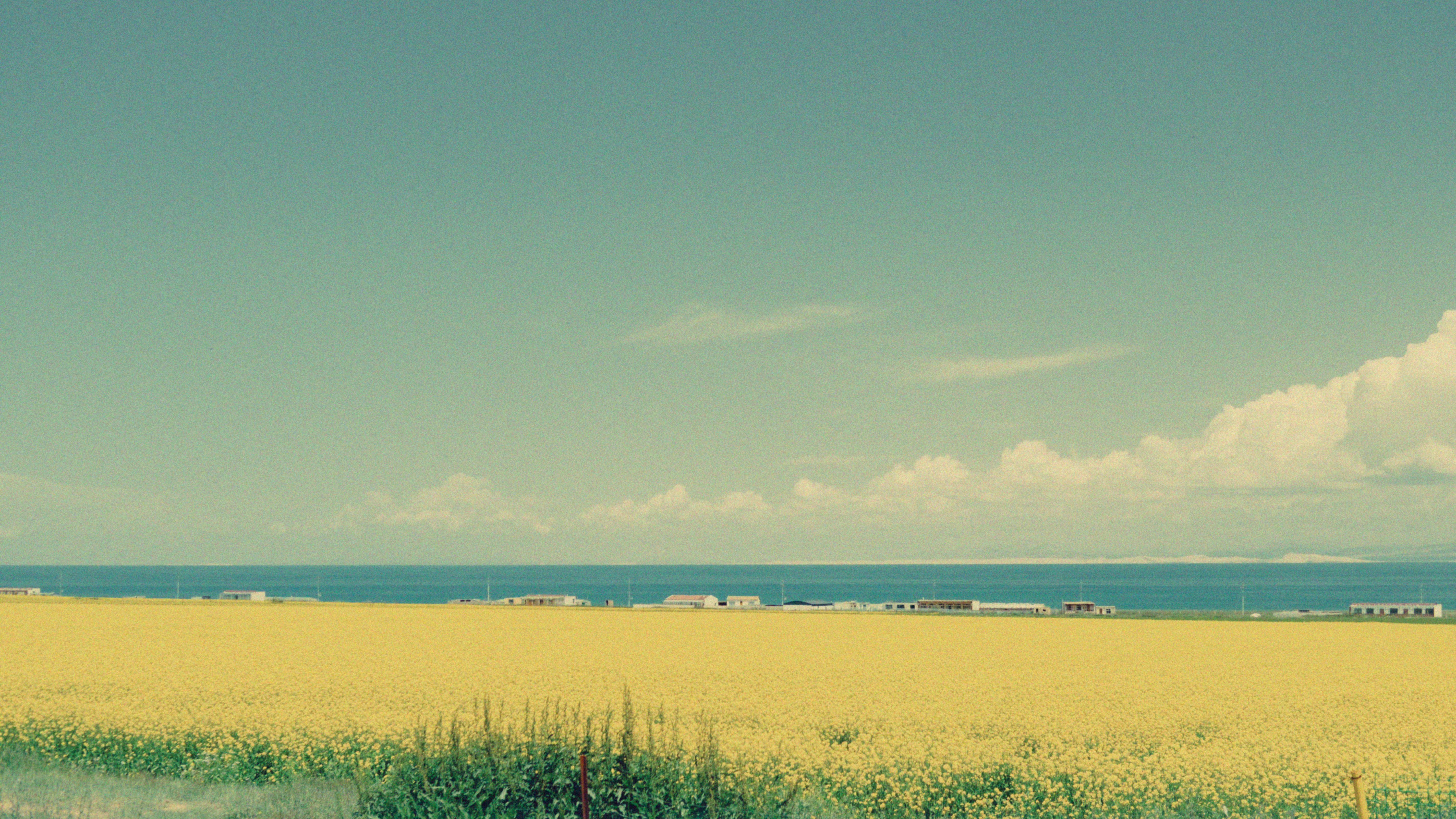 Rapeseed Field by Sea · Free Stock Photo