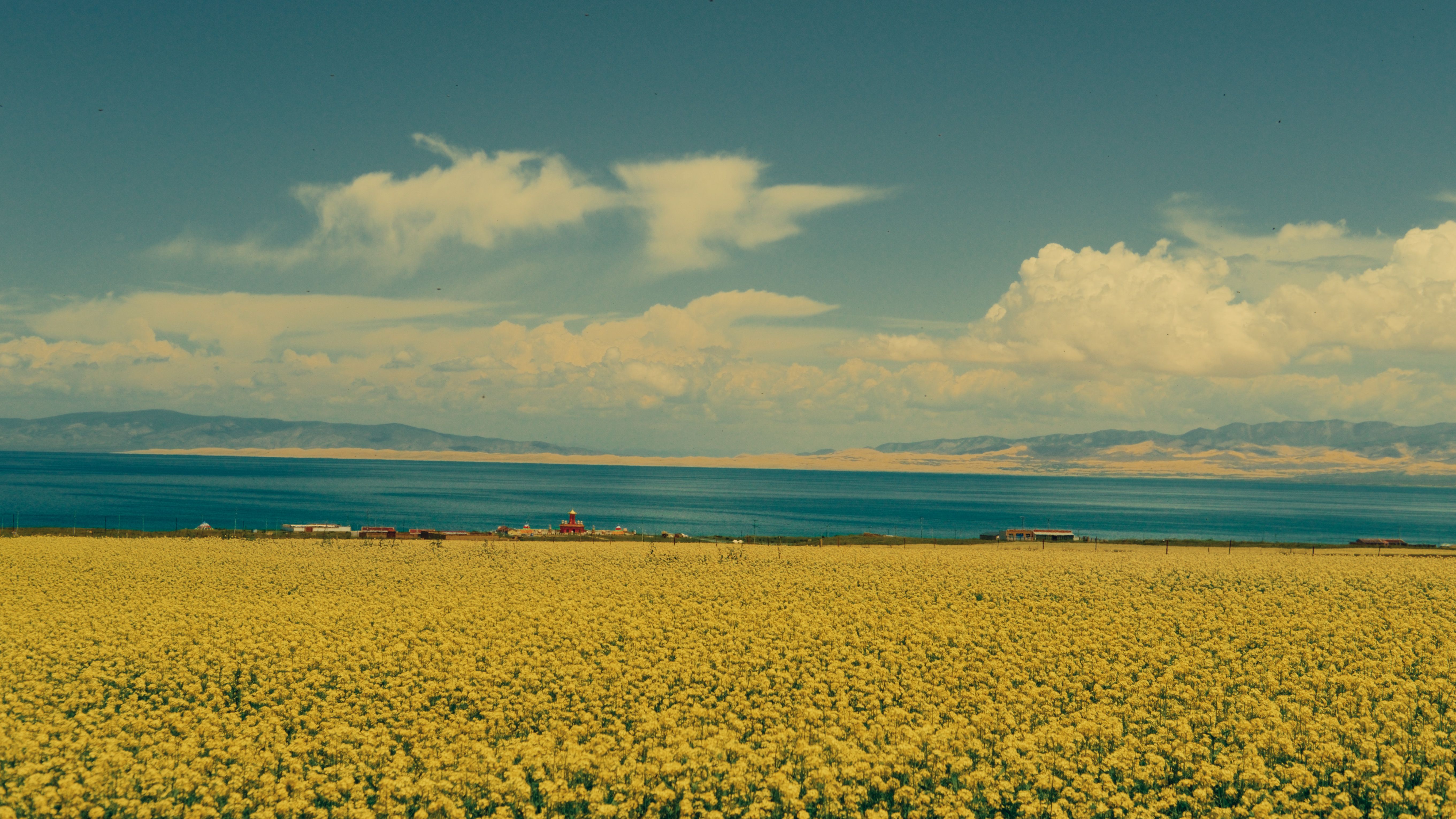 Field of Rapeseed by Sea · Free Stock Photo