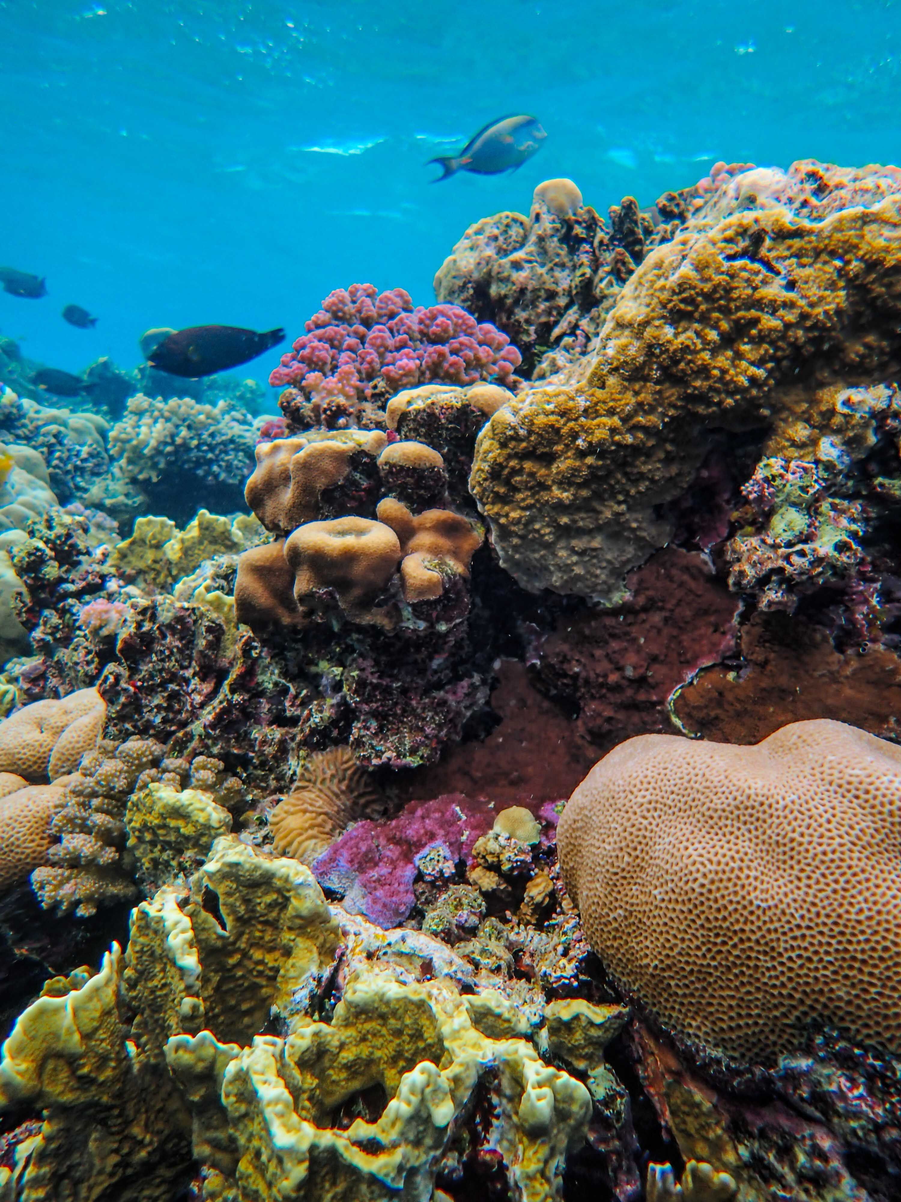 Coral Reef Seascape · Free Stock Photo