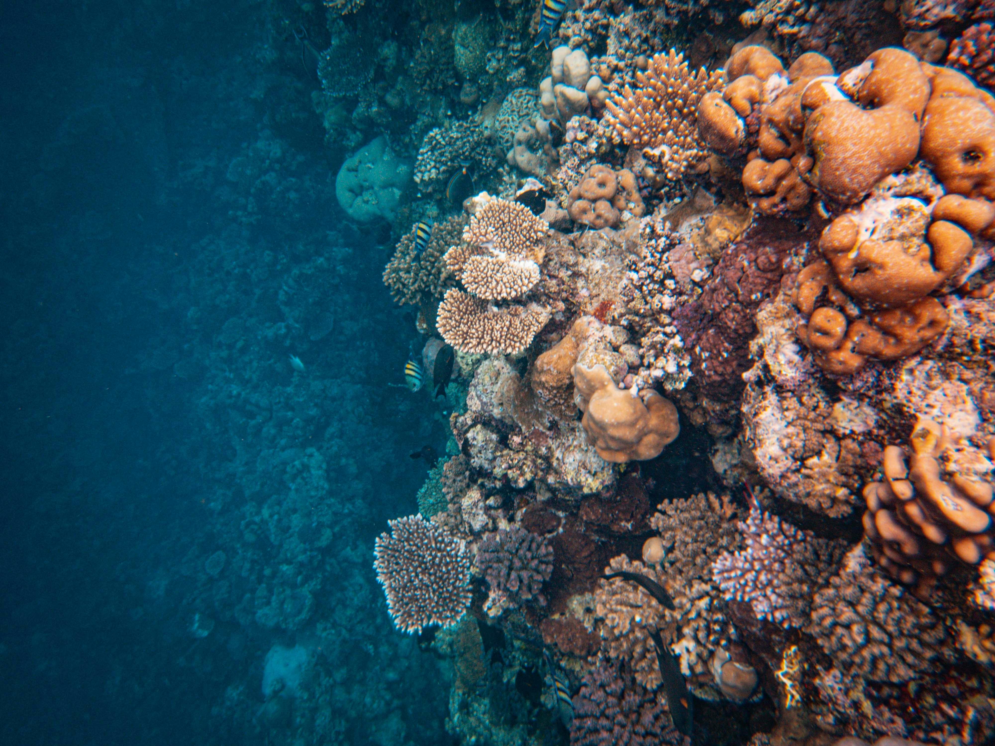 Coral Reef Seascape · Free Stock Photo