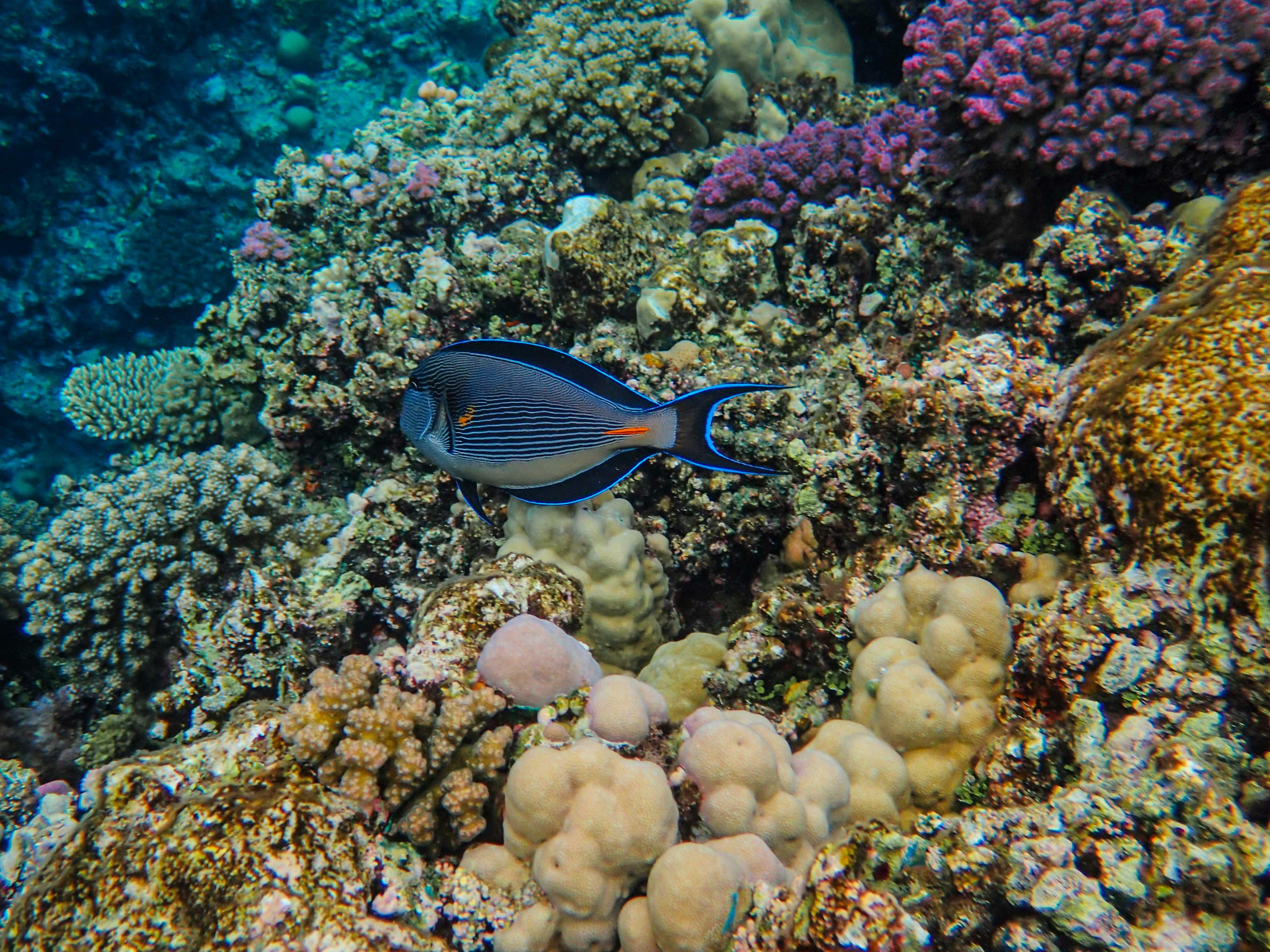 Foto profissional gratuita de acanthurus, água, água salgada, amarelo ...