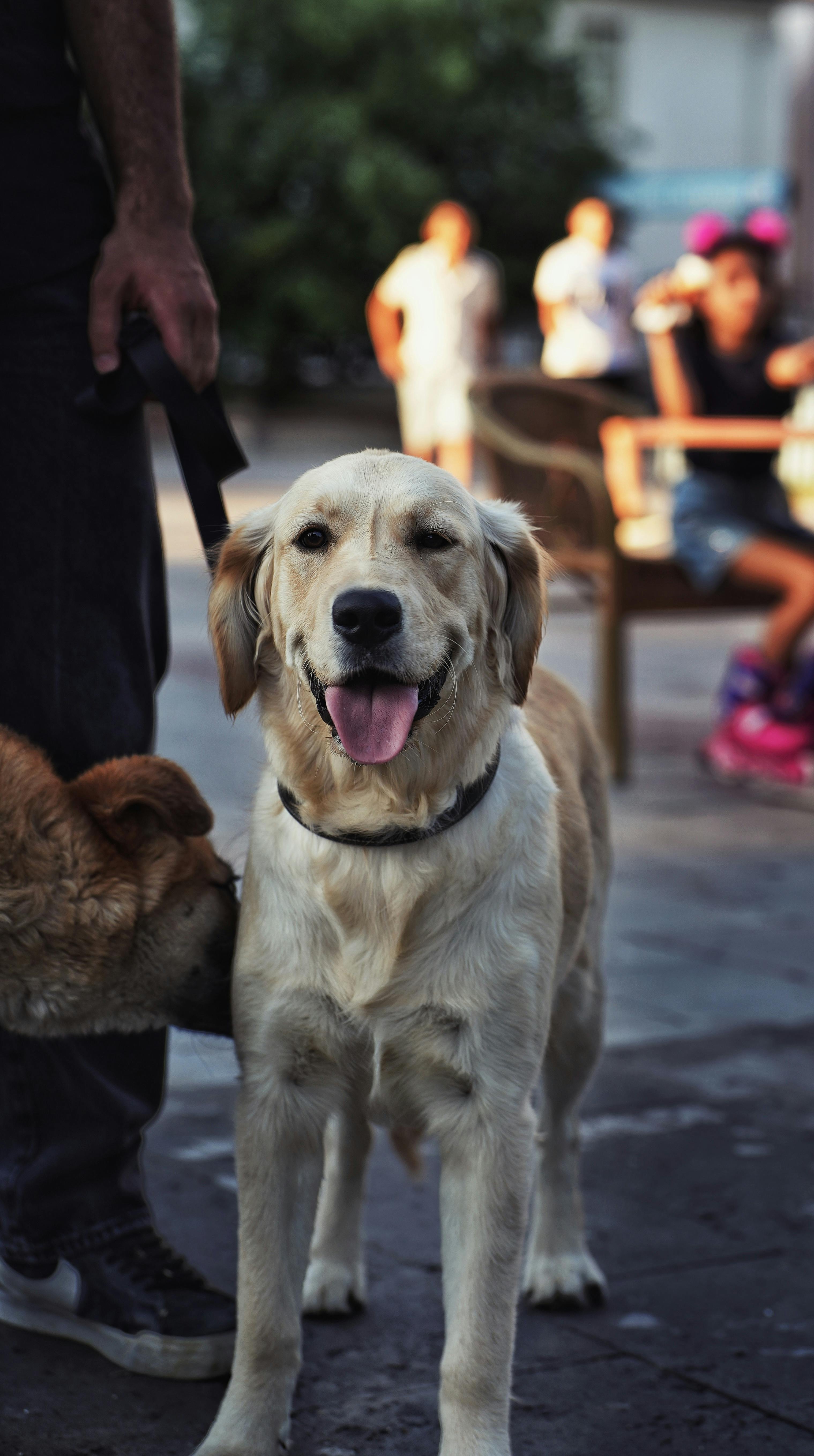 Dog Pavement Photos, Download The BEST Free Dog Pavement Stock Photos ...