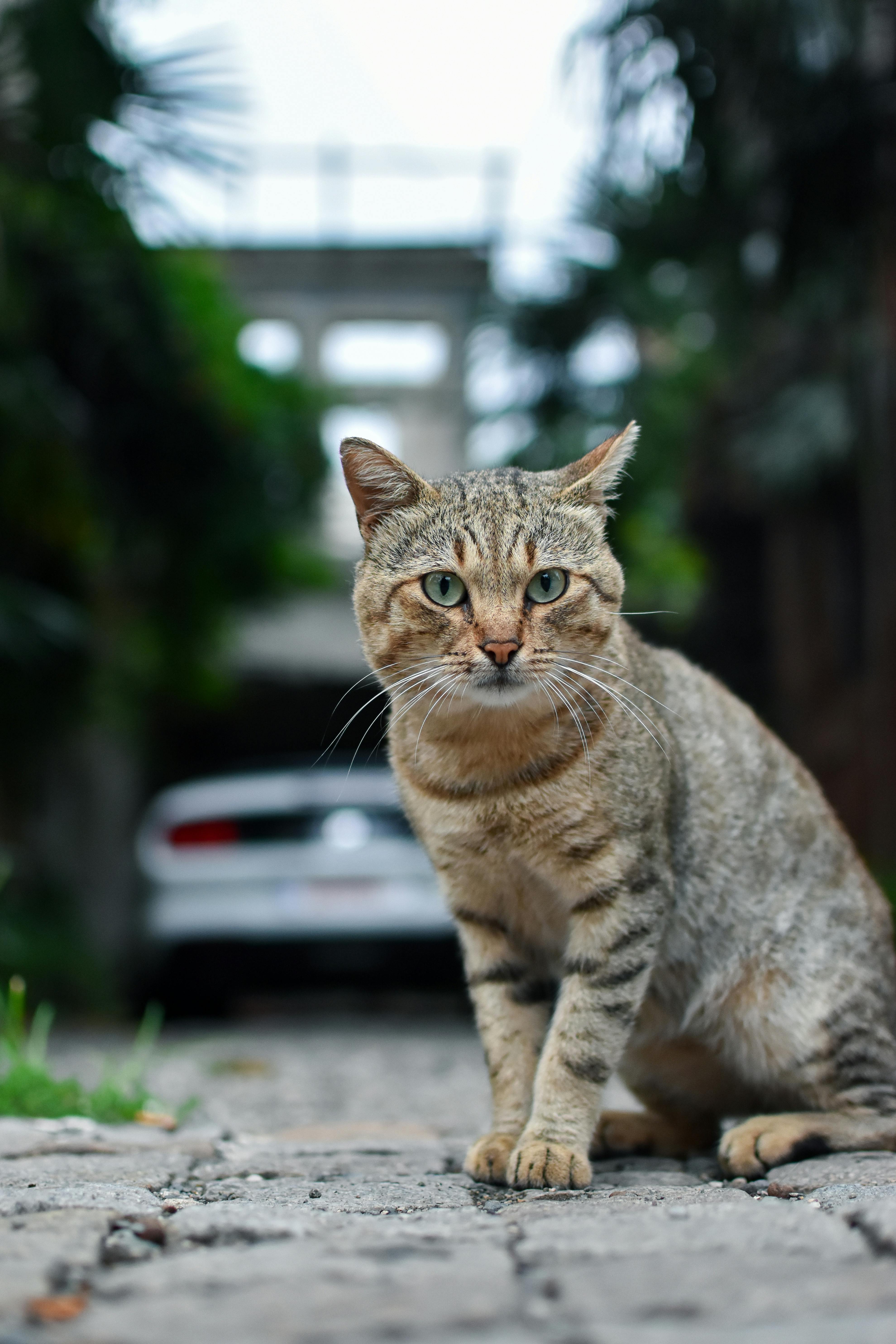 Cat on Ground · Free Stock Photo