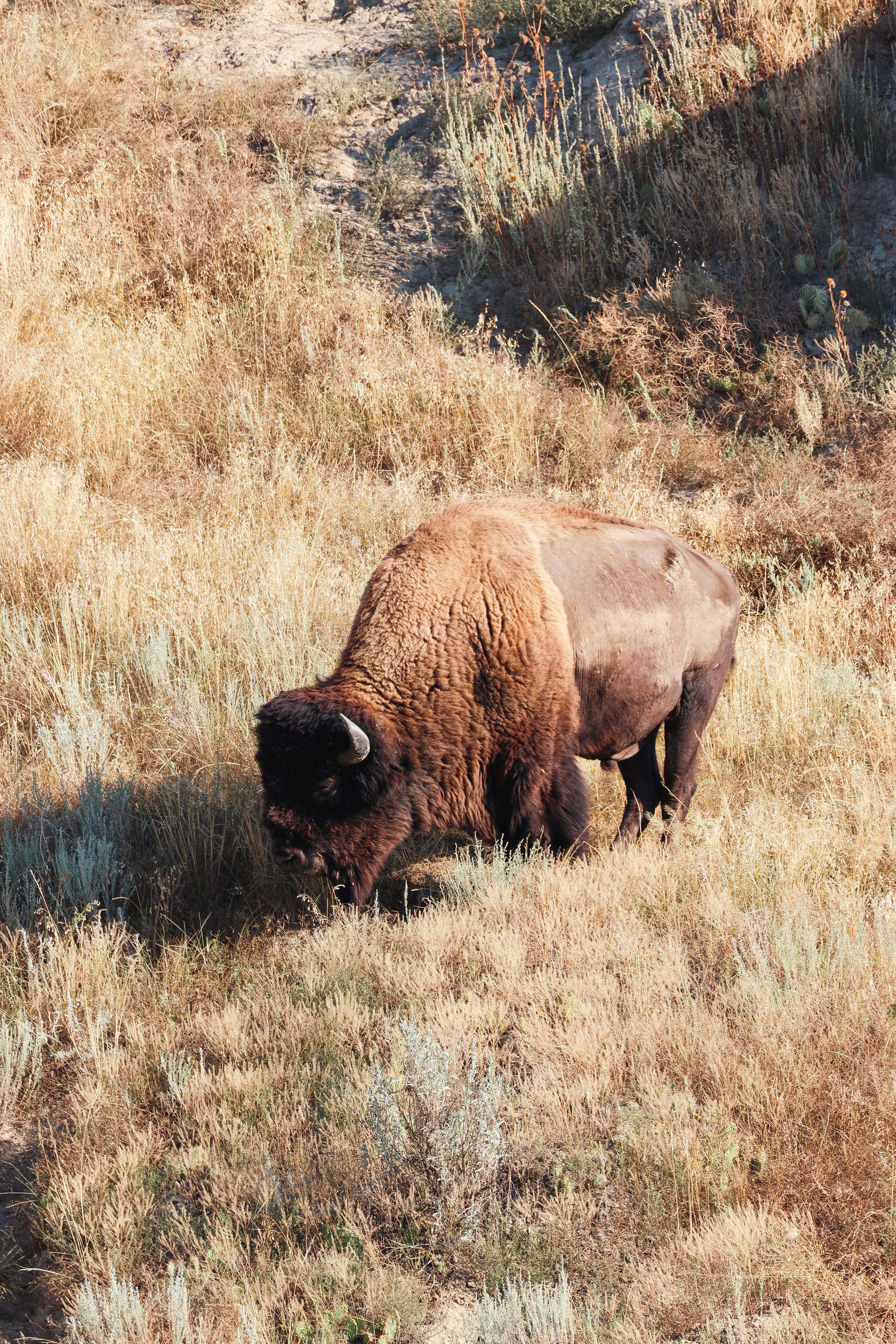 Royalty Free, Bison Photos, Download The BEST Free Royalty Free, Bison ...