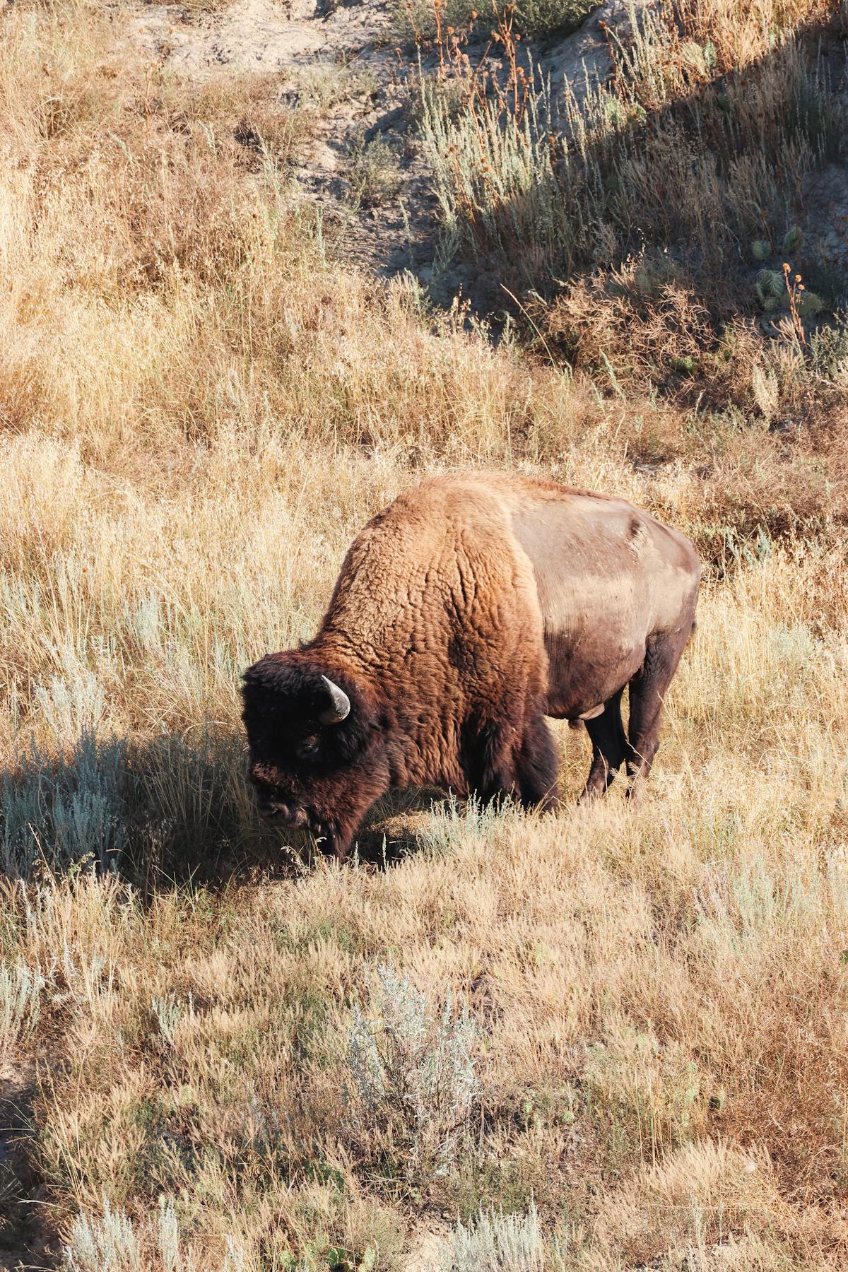 Bison Dung Photos, Download The BEST Free Bison Dung Stock Photos & HD ...
