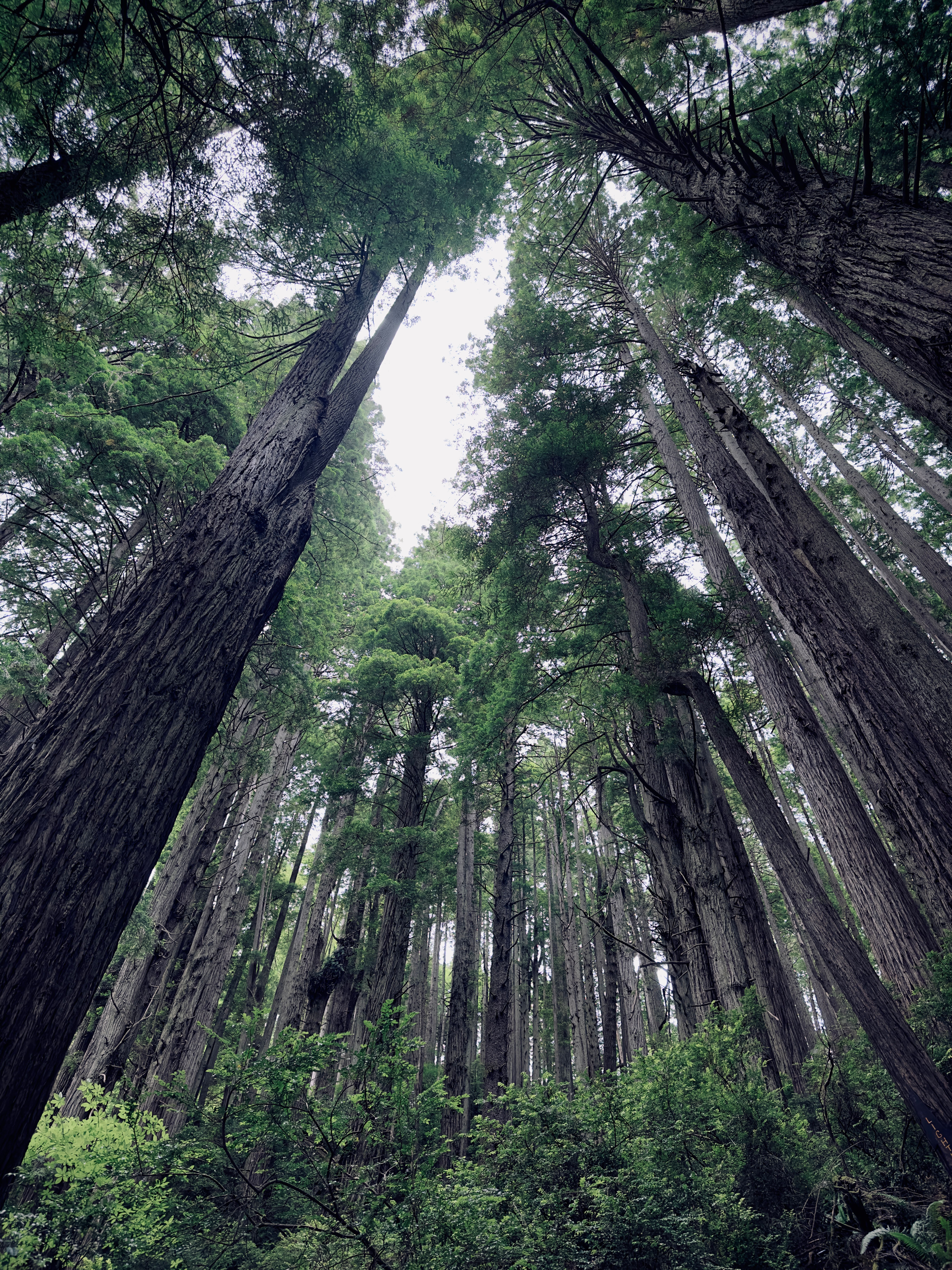 Tall Trees in Deep Forest · Free Stock Photo