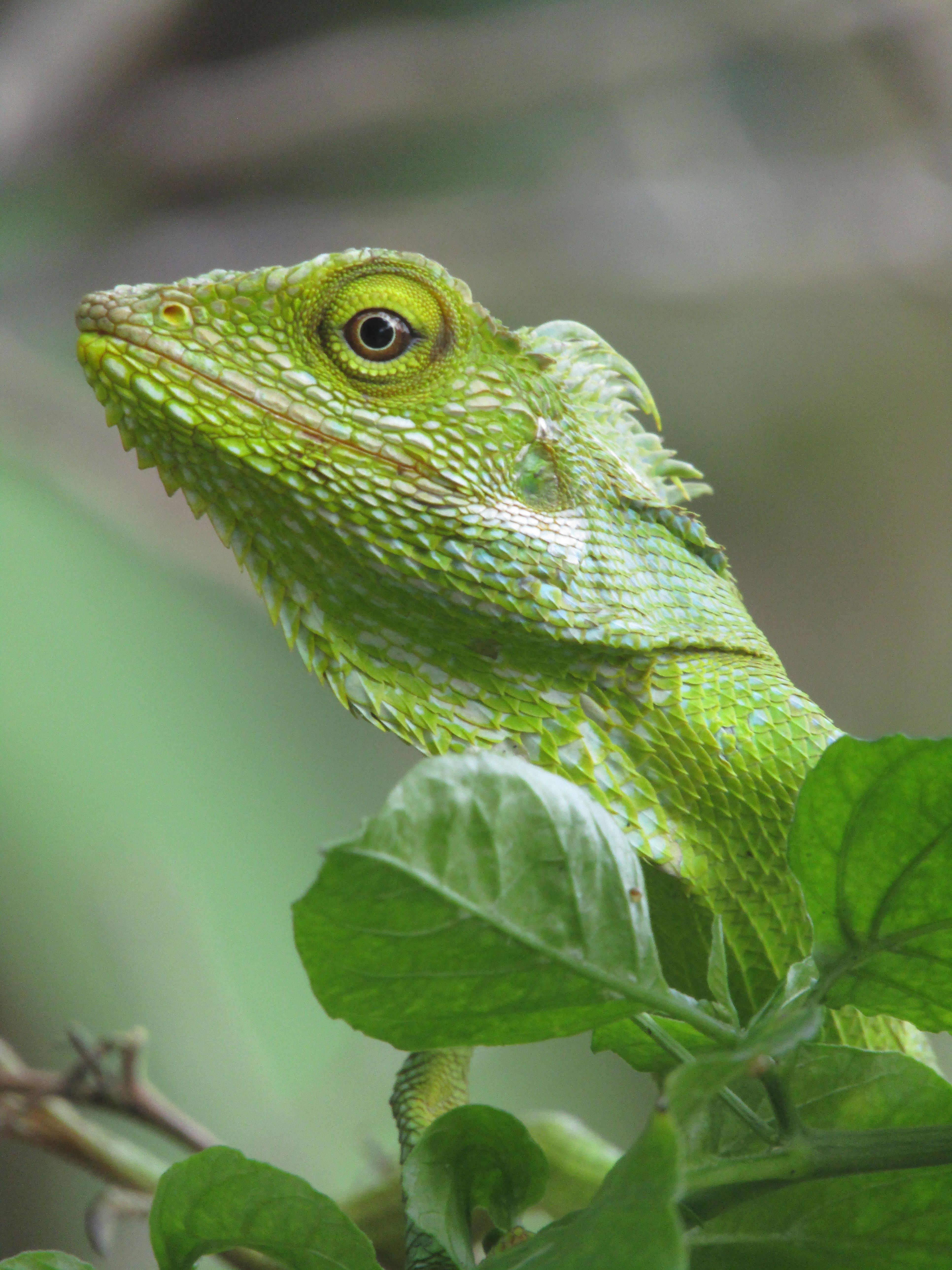 Macro Photography of Green Crested Lizard · Free Stock Photo