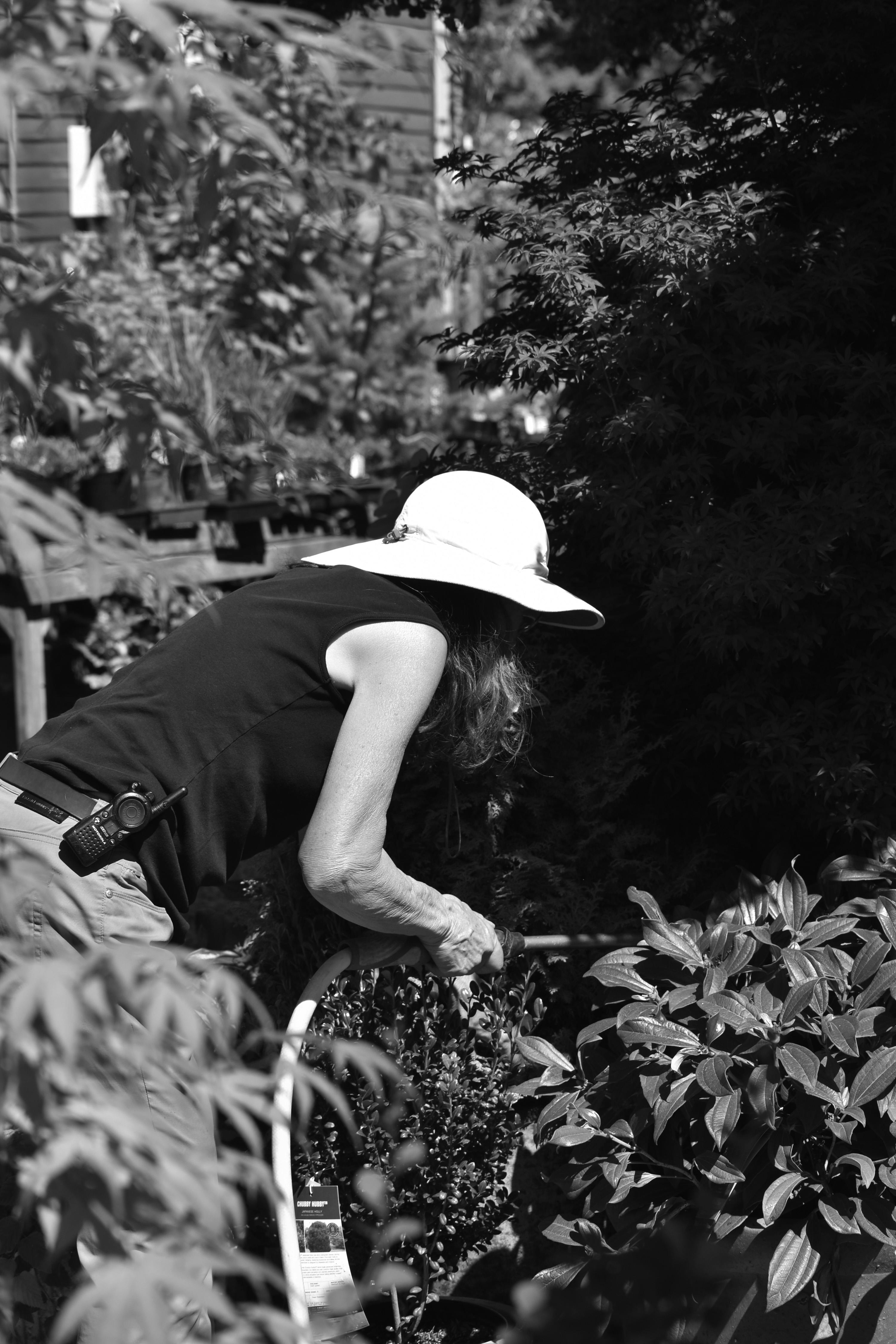 Marijuana Plants Rowing In Back Yard Photos, Download The BEST Free ...