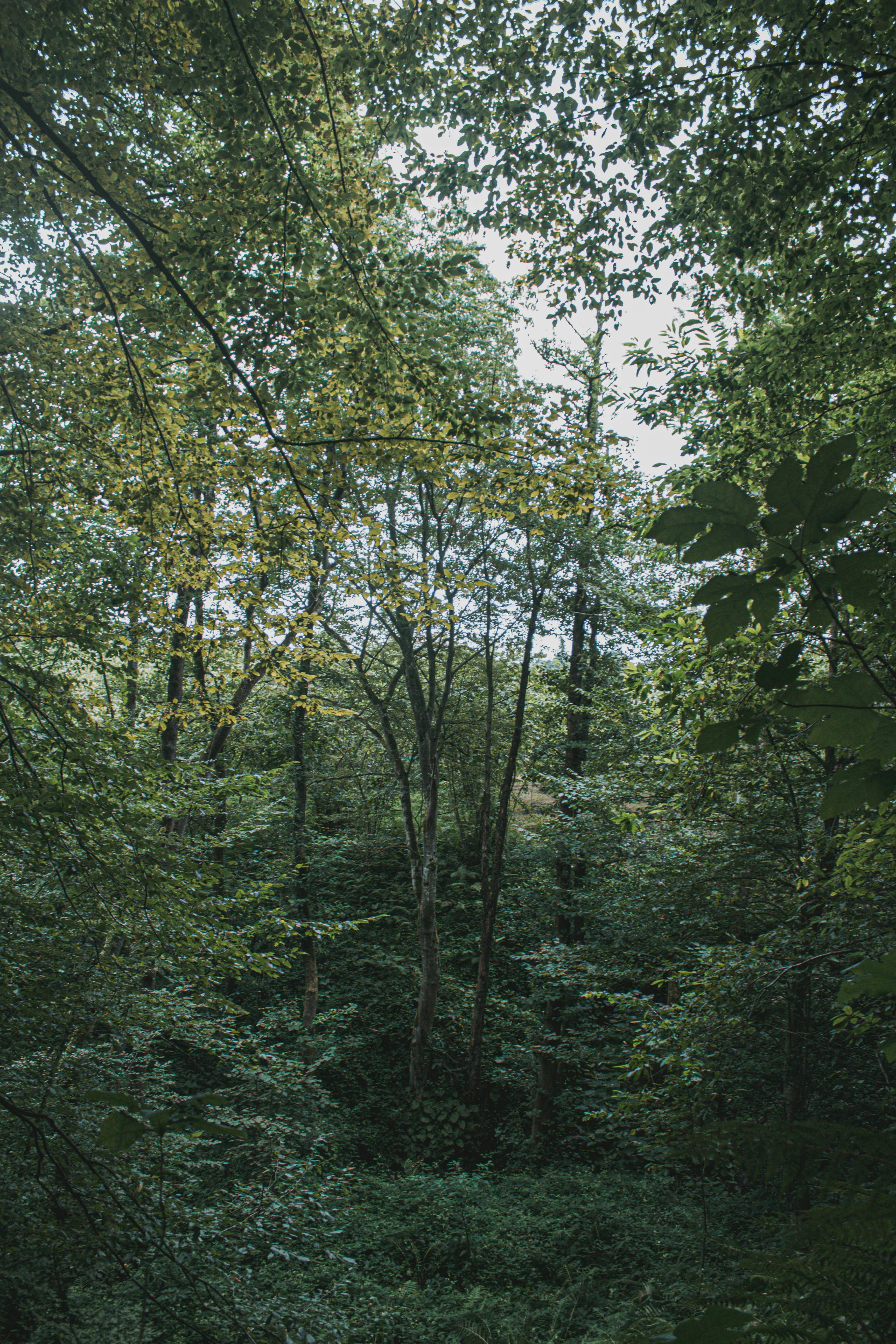 Green, Deep Forest · Free Stock Photo