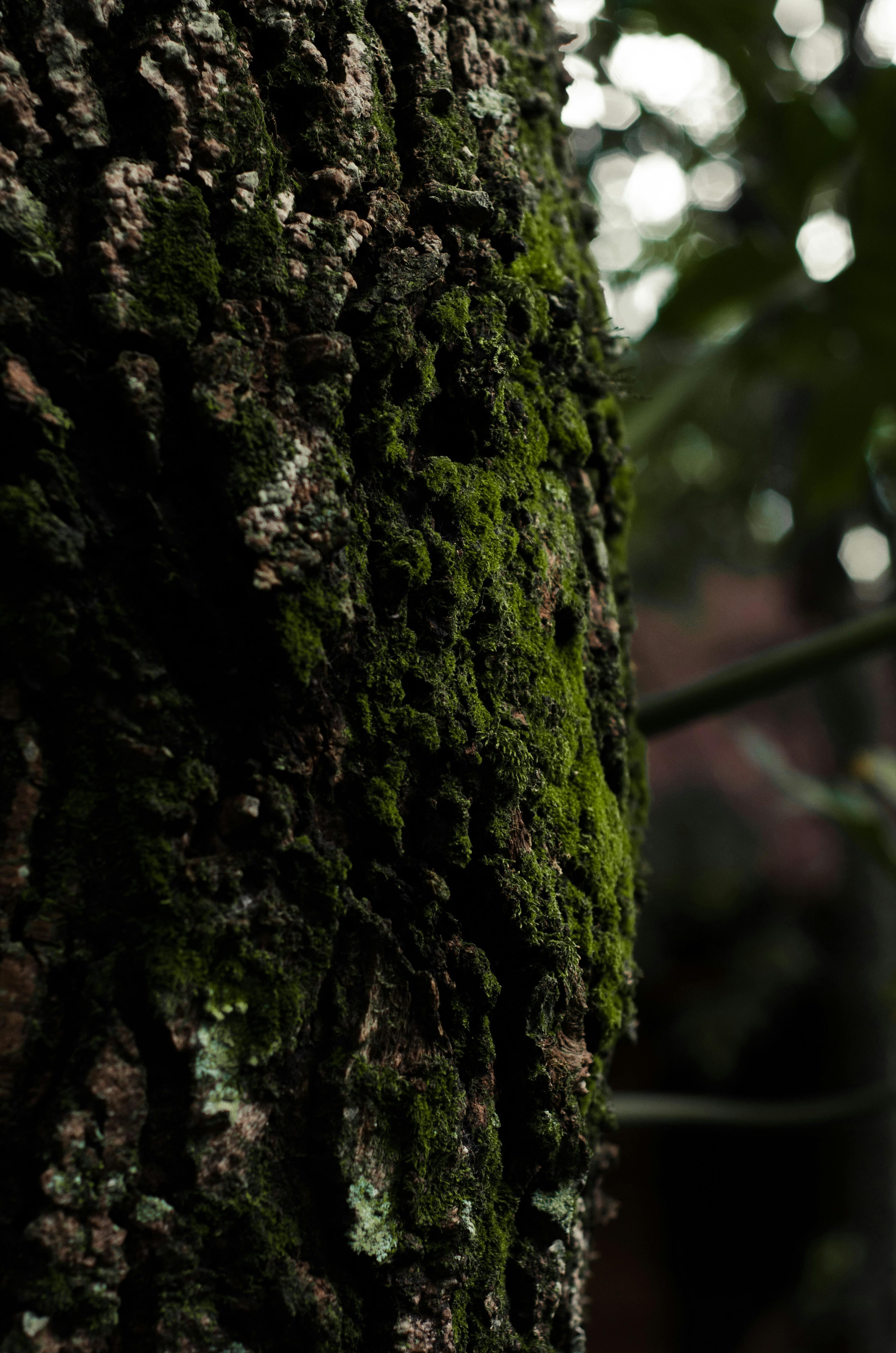 Moss On Tree Trunk · Free Stock Photo
