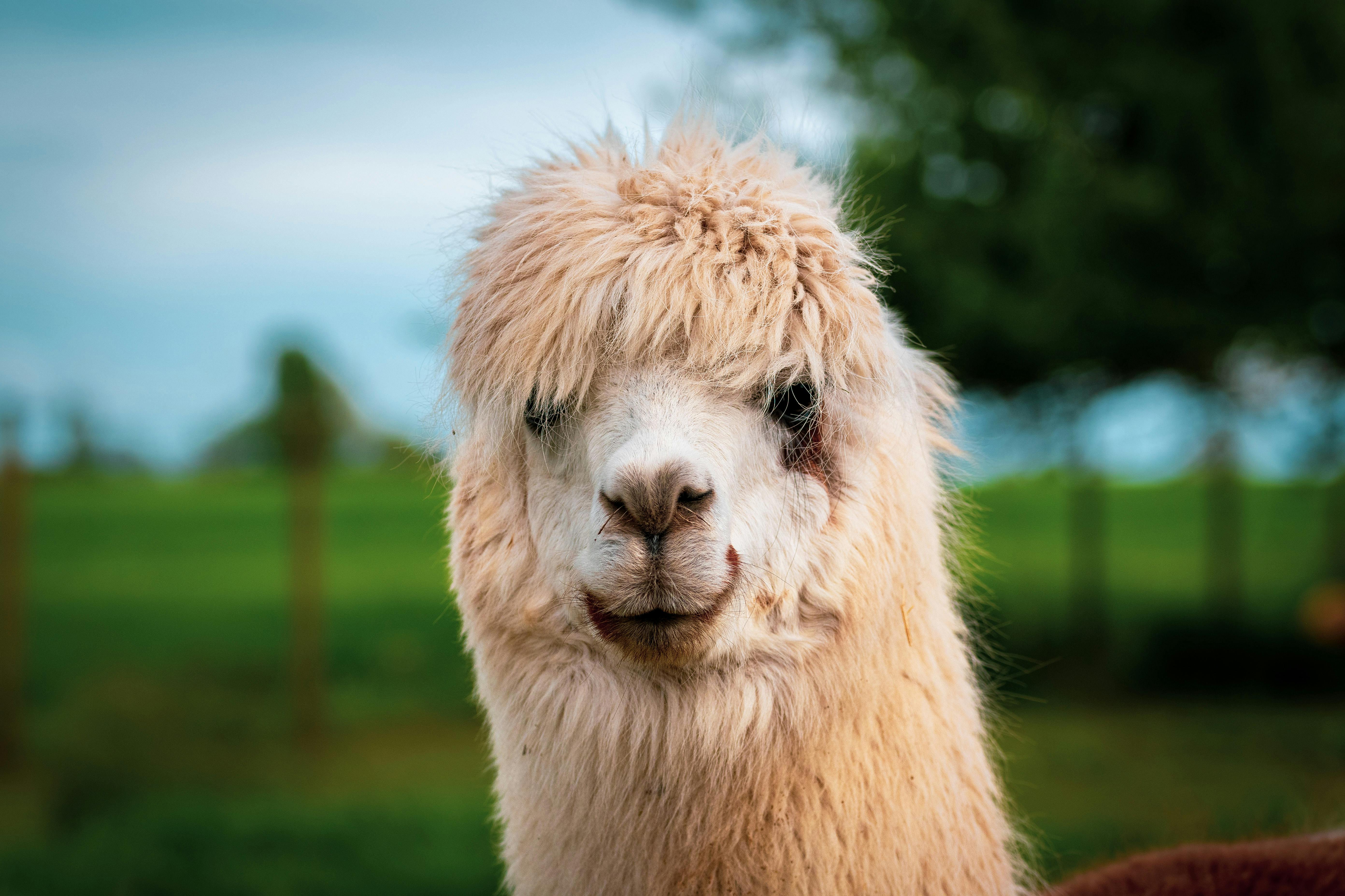 Woman in Traditional Clothing Sitting on Road with Llama · Free Stock Photo