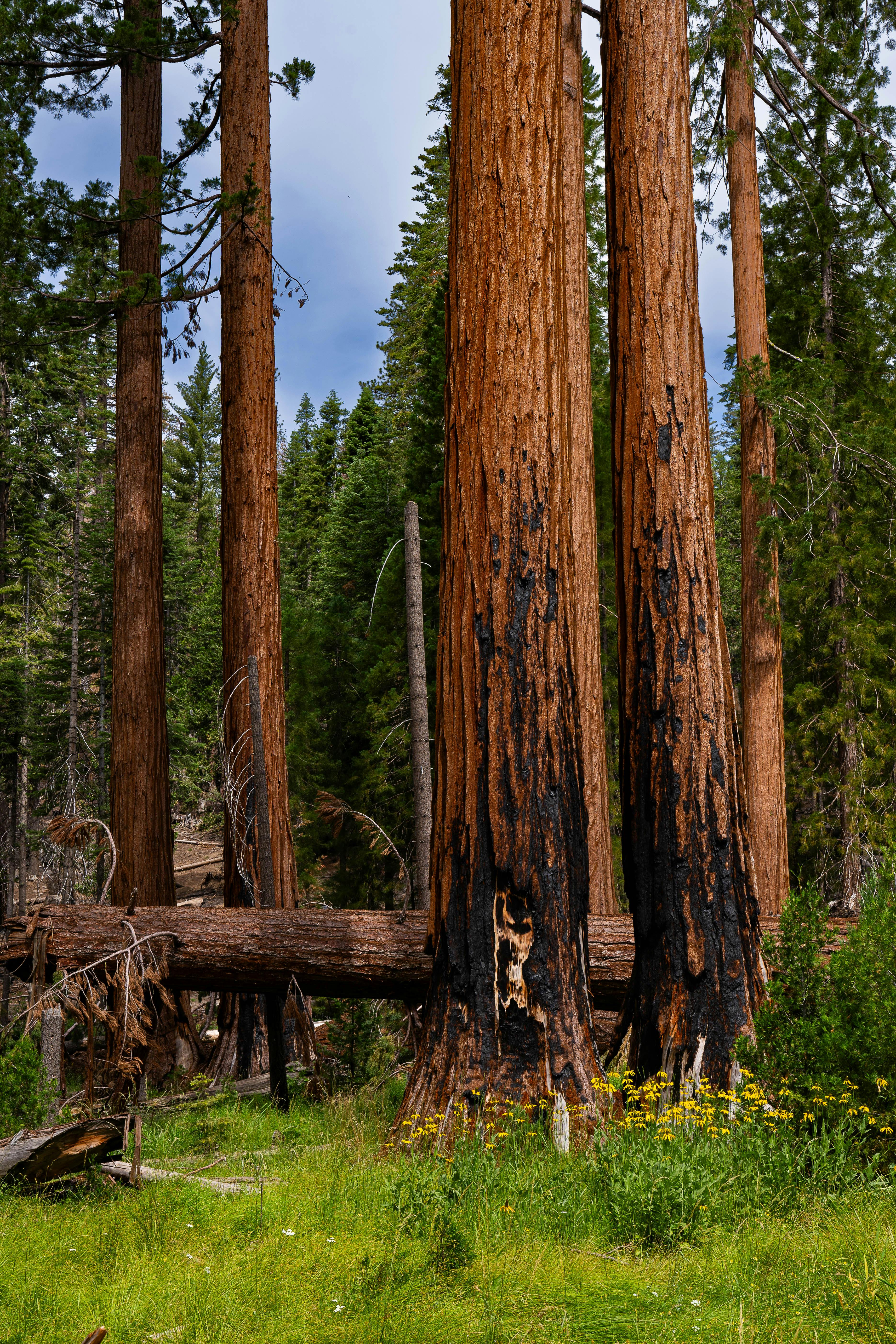 A group of trees with burnt trunks · Free Stock Photo