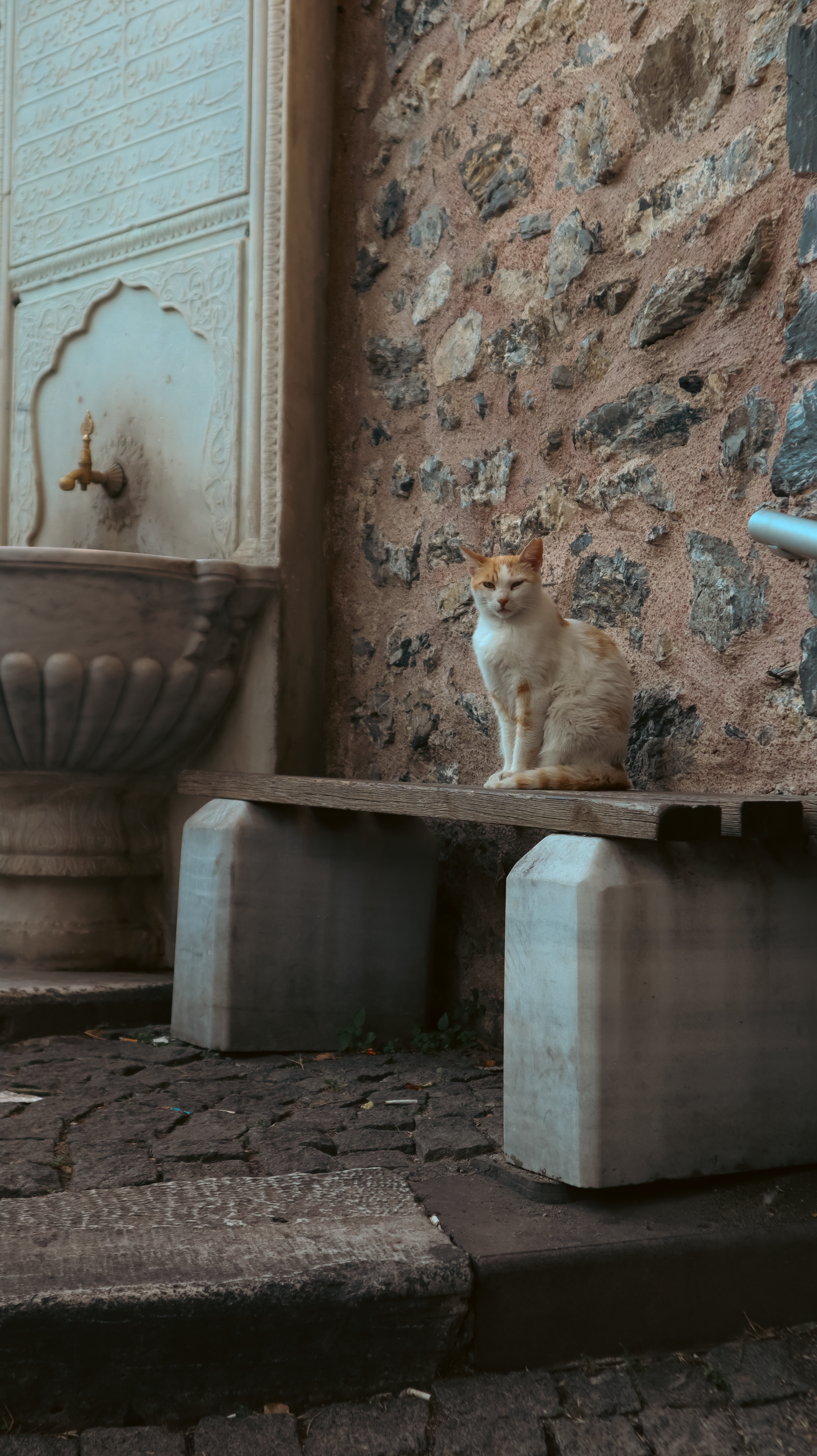 Cat Sitting on Bench · Free Stock Photo