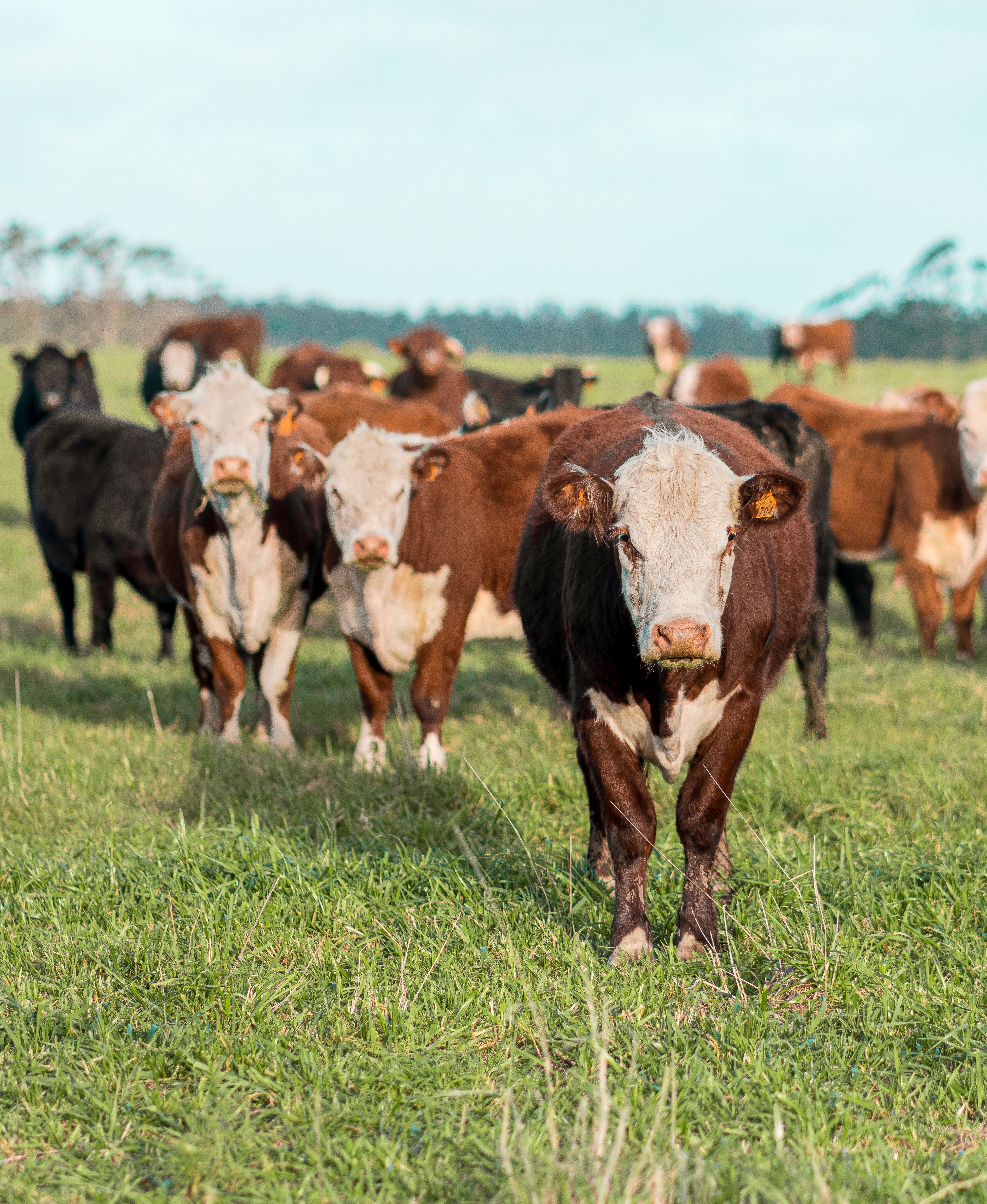 Cow Group in a Field in Uruguay · Free Stock Photo