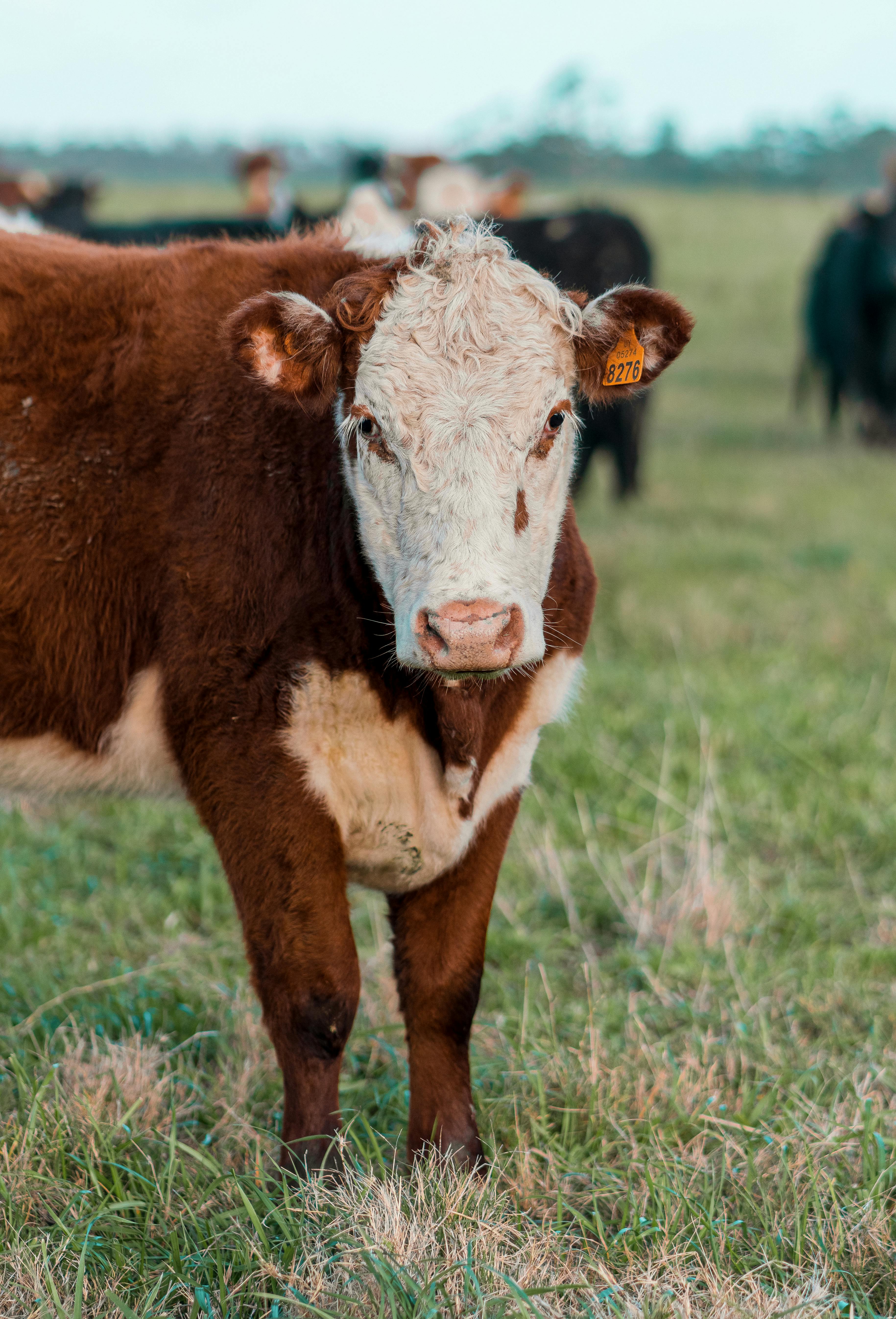Vaca Joven En Un Campo En Uruguay · Foto de stock gratuita