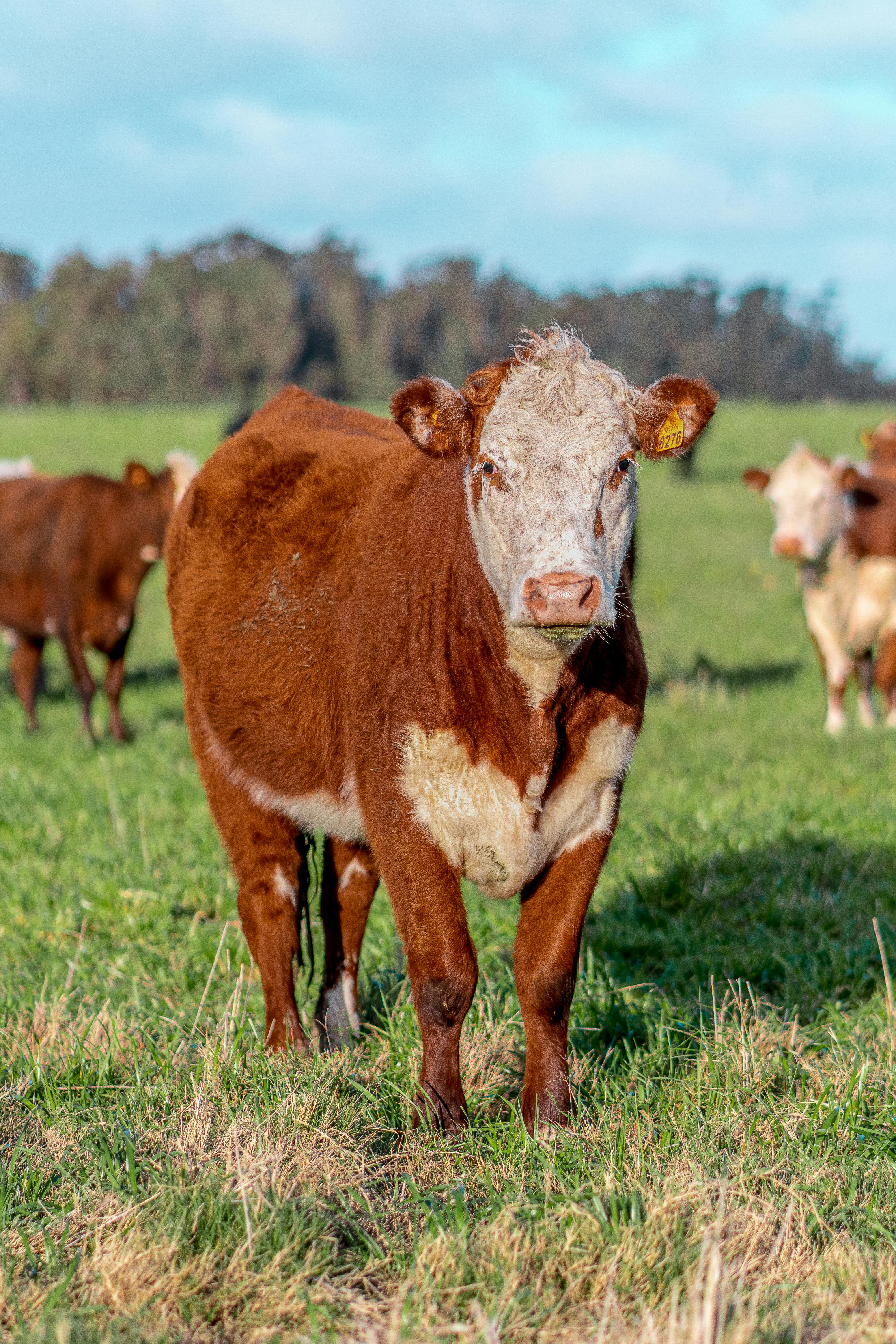 Cows pasturing on field in countryside · Free Stock Photo