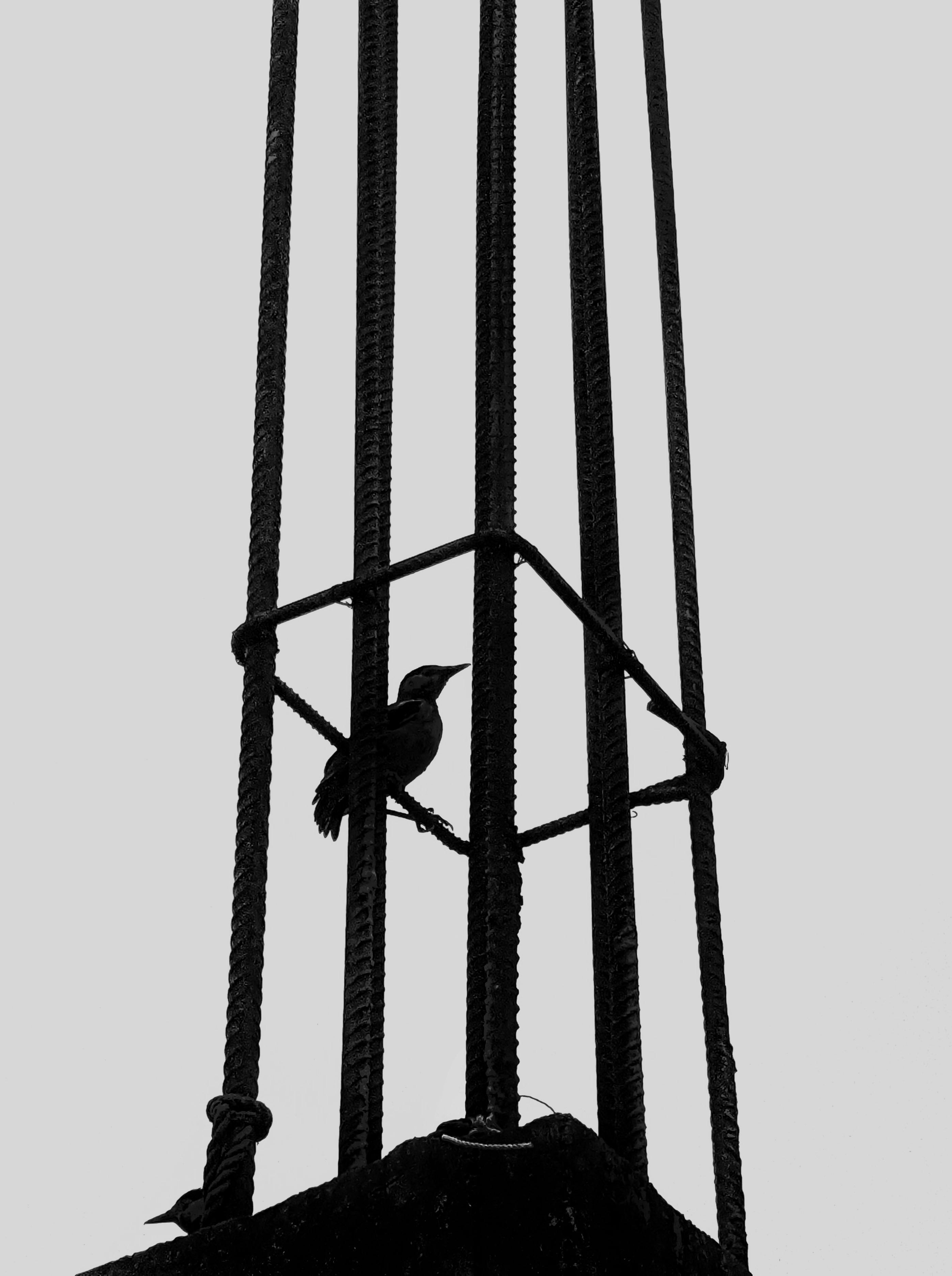 Bird Perches on Steel Pole · Free Stock Photo