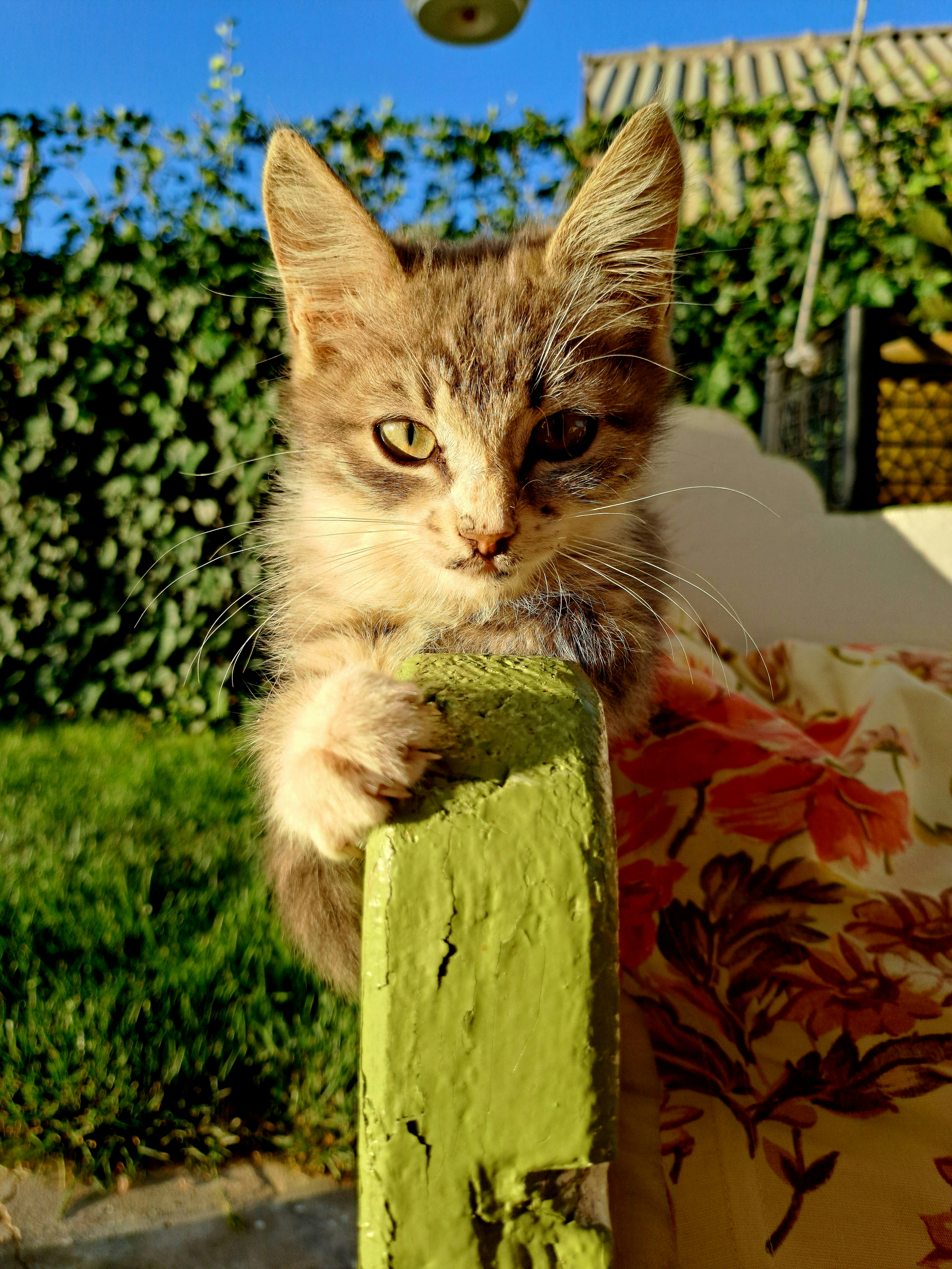 Little Cat in the Garden · Free Stock Photo