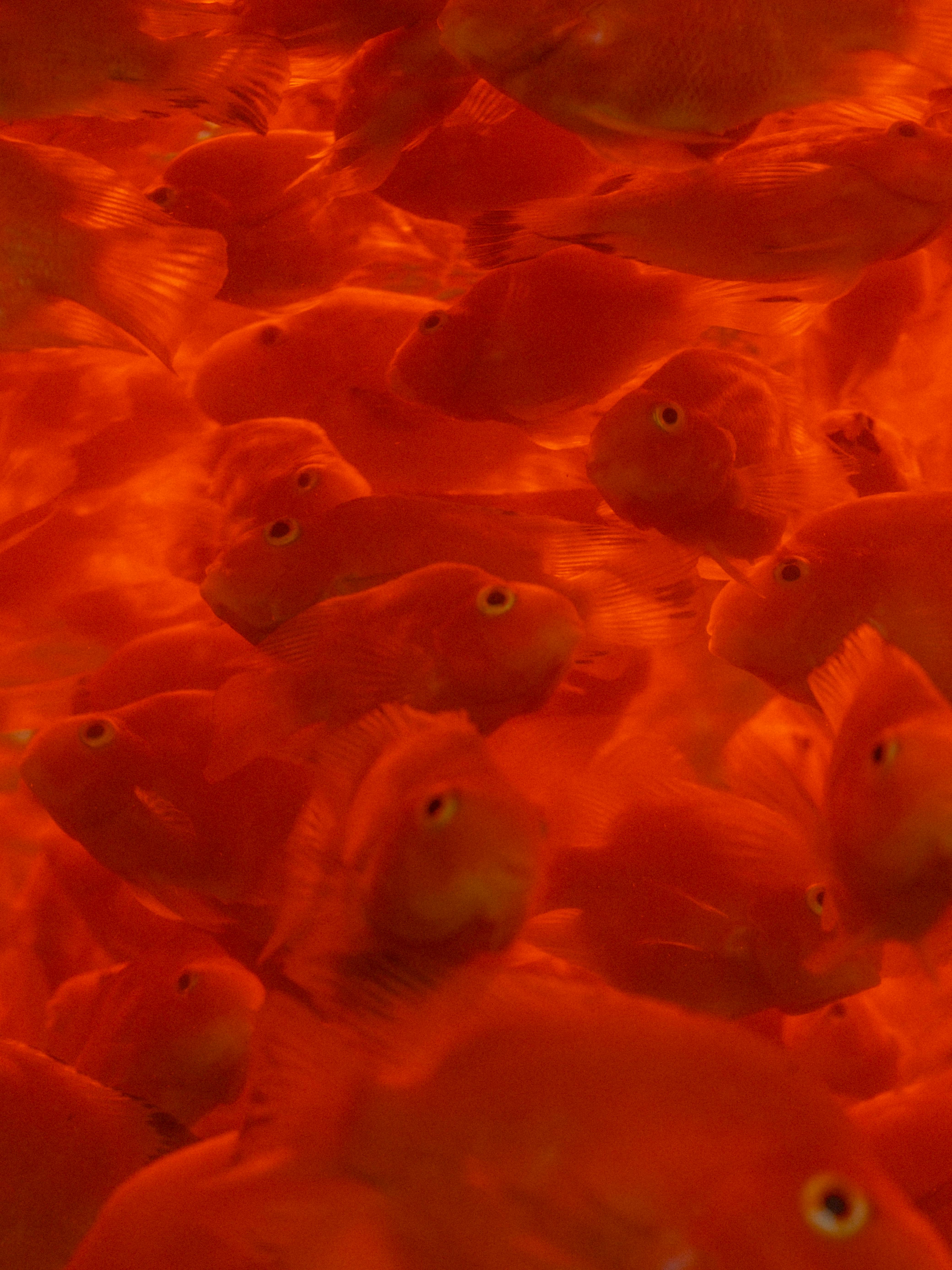 Red Betta Fish Photos, Download The BEST Free Red Betta Fish Stock ...