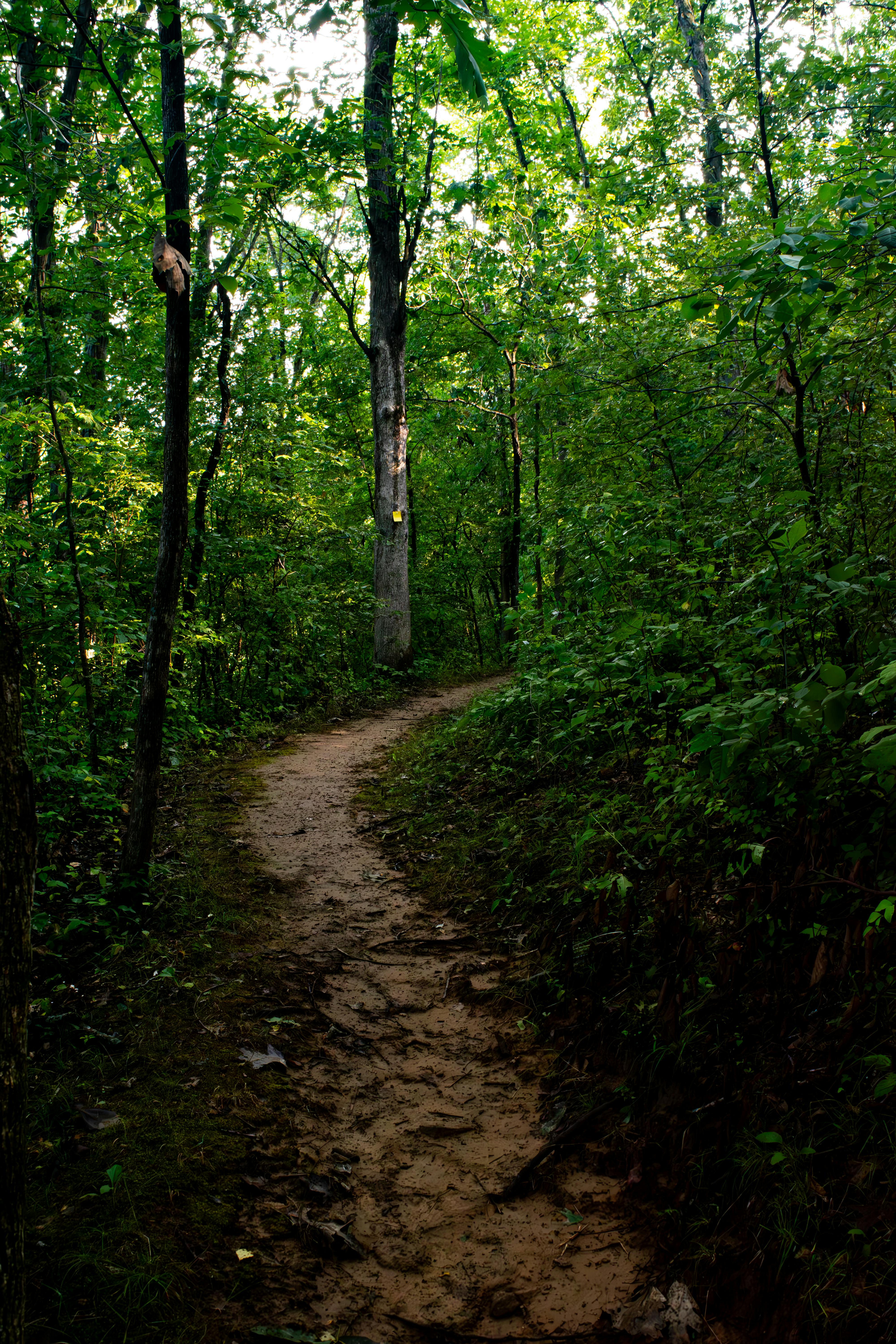 Pathway Into Nature Photos, Download The BEST Free Pathway Into Nature ...
