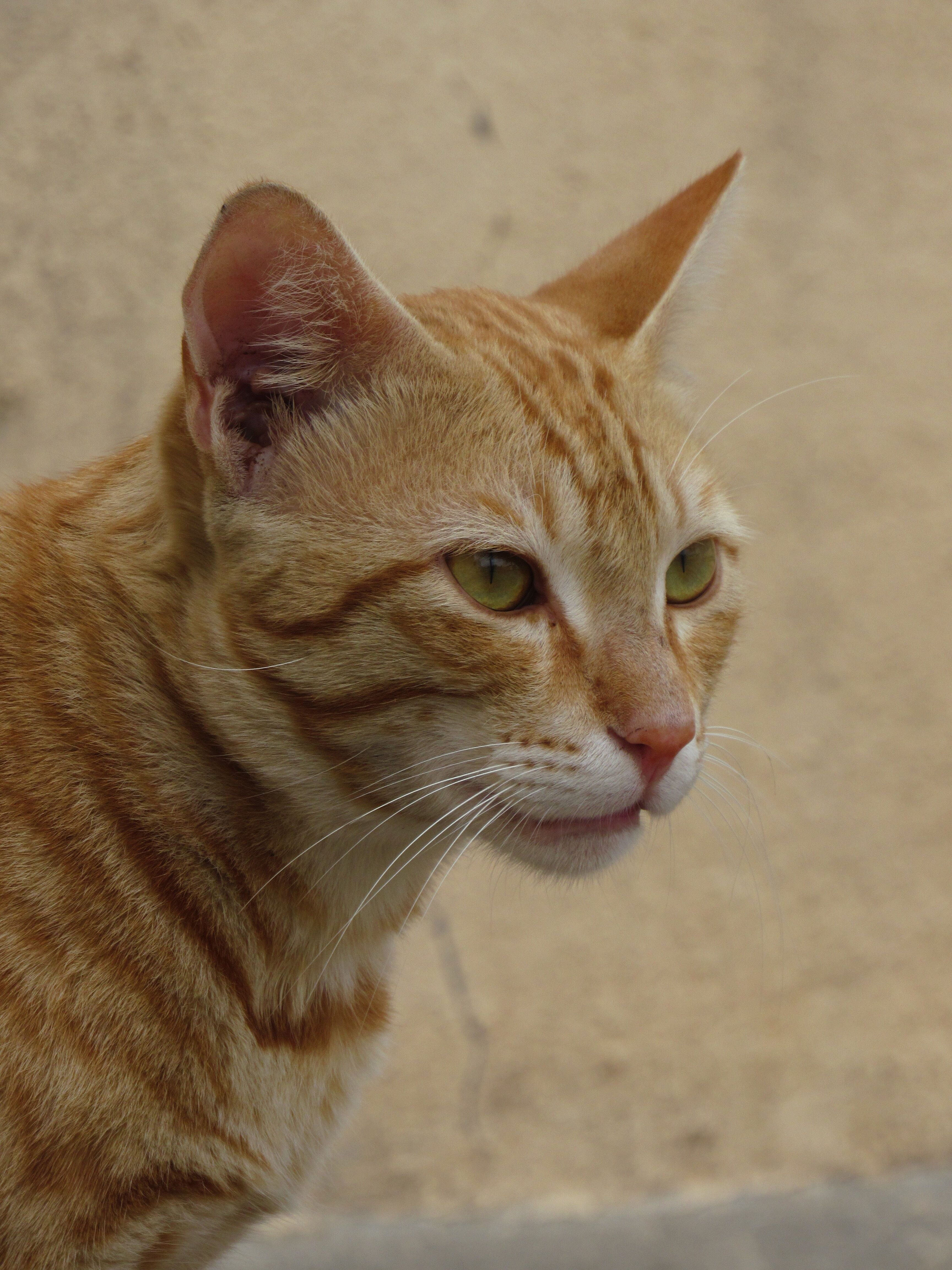 4k Funny Cat Wallpaper Photos, Download The BEST Free 4k Funny Cat ...