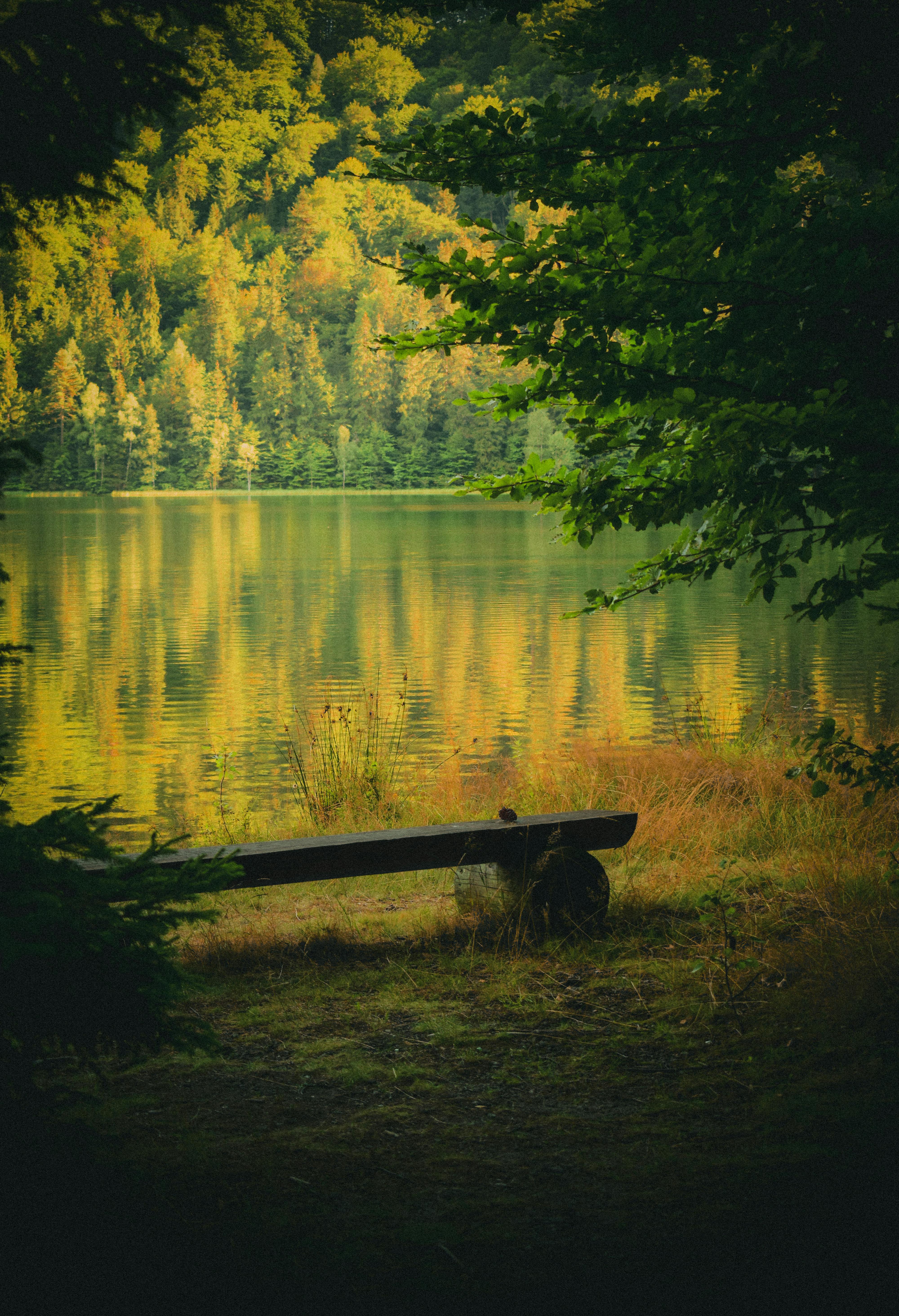 Bench in the Forest by the River · Free Stock Photo