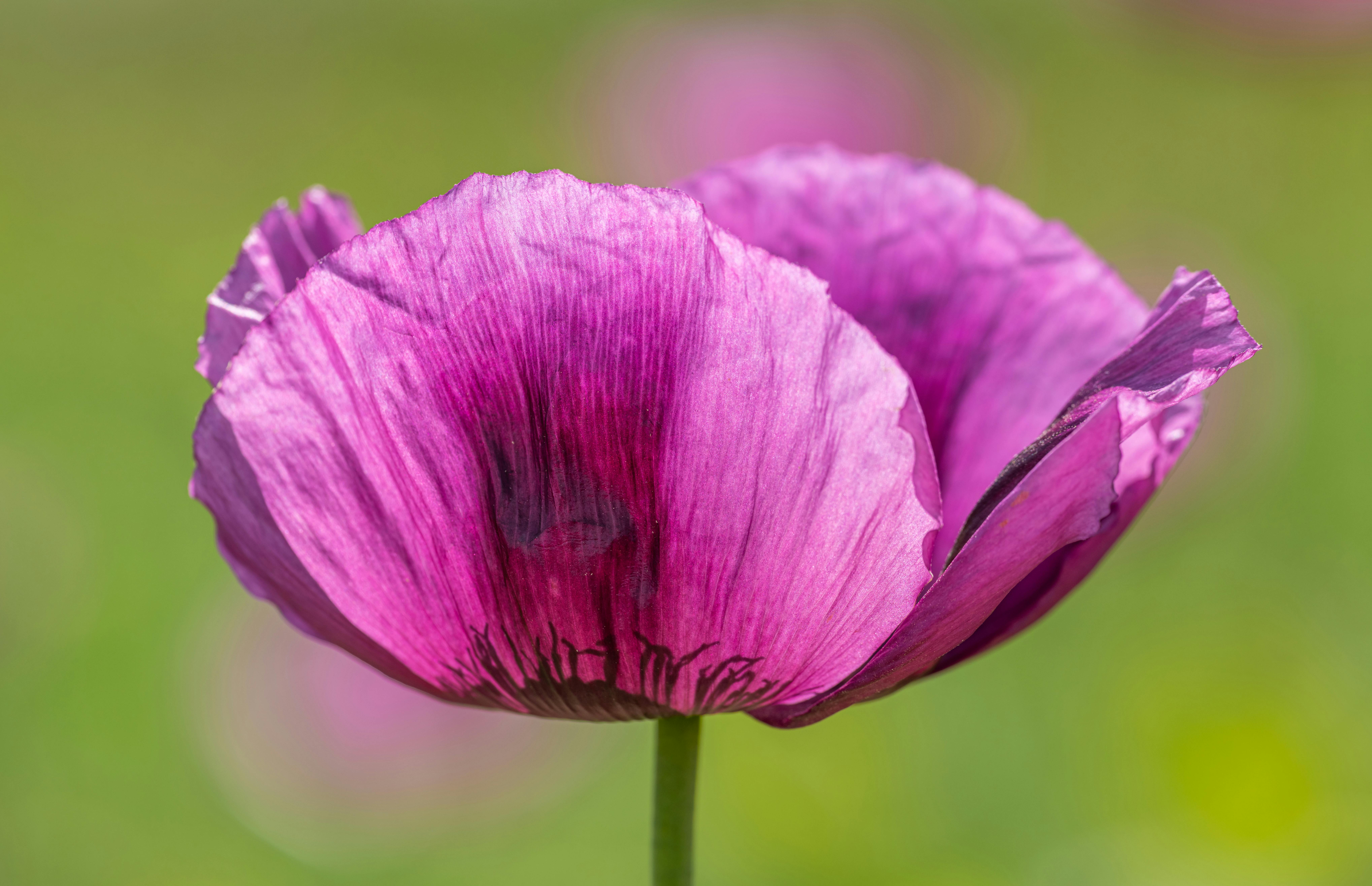 Closeup Photo of Purple Minnie Root Flower · Free Stock Photo