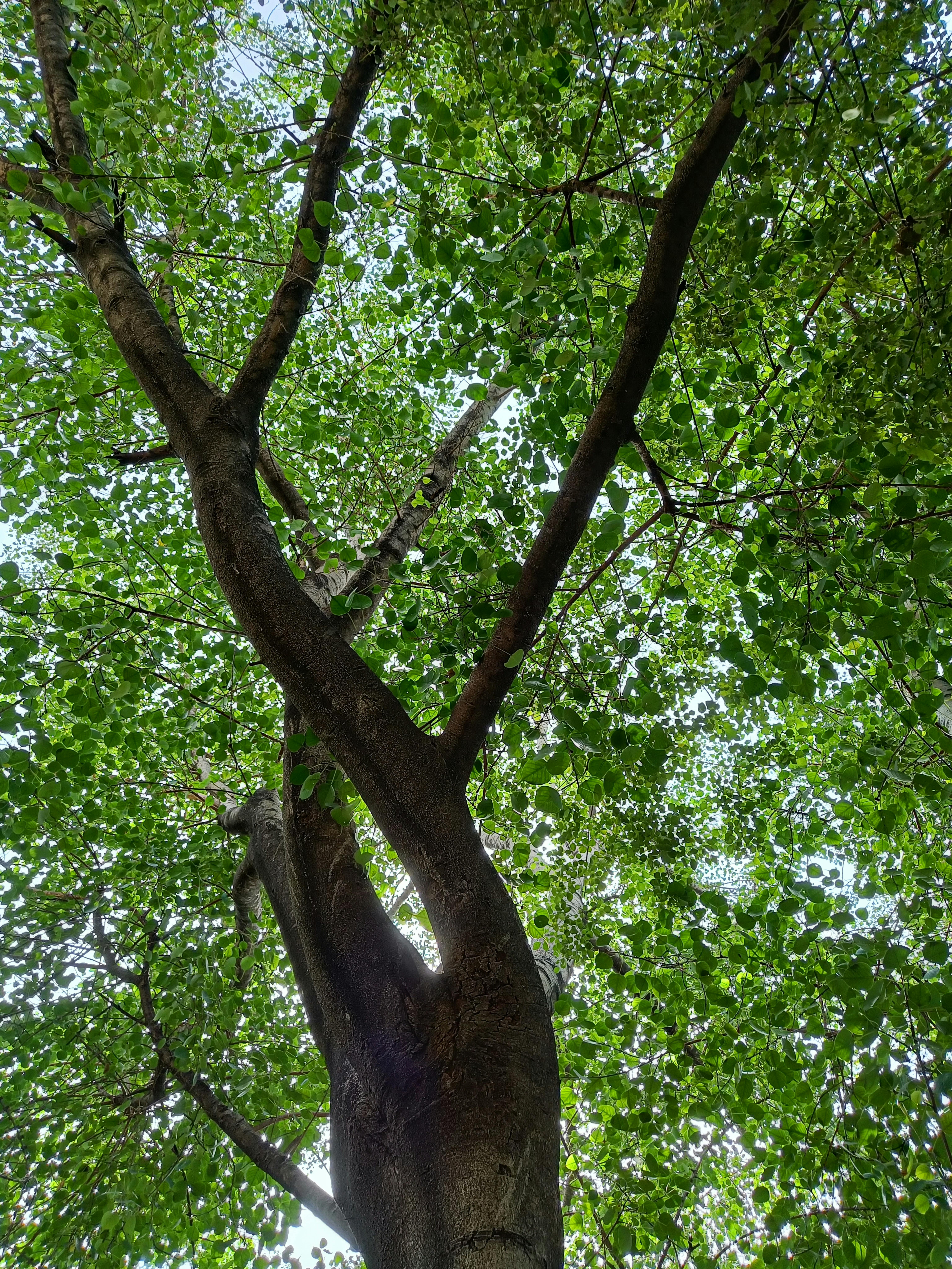Green Leafed Tree Low Angle Photography · Free Stock Photo