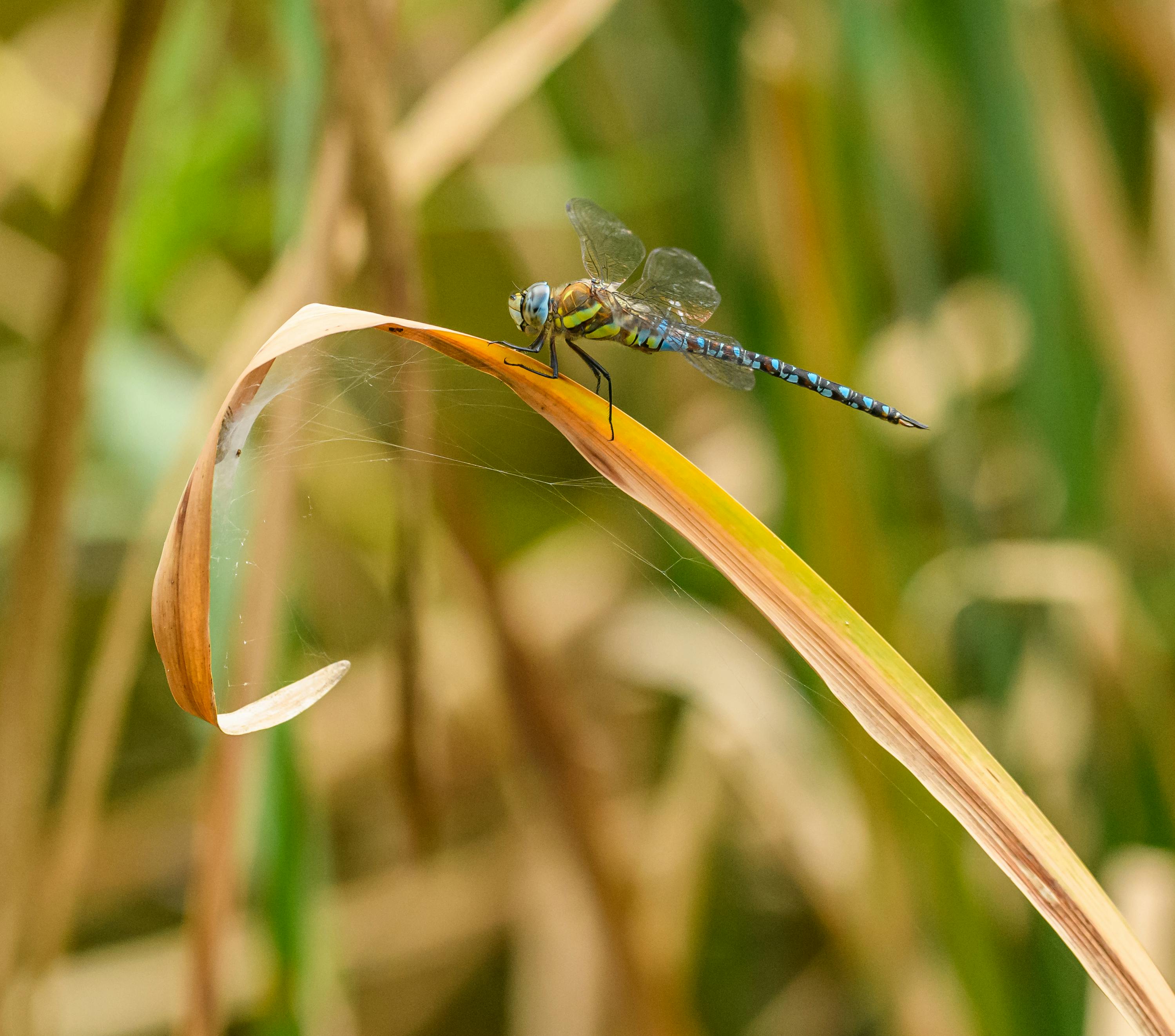 Closeup Photography of Person Handling Green Dragonfly · Free Stock Photo