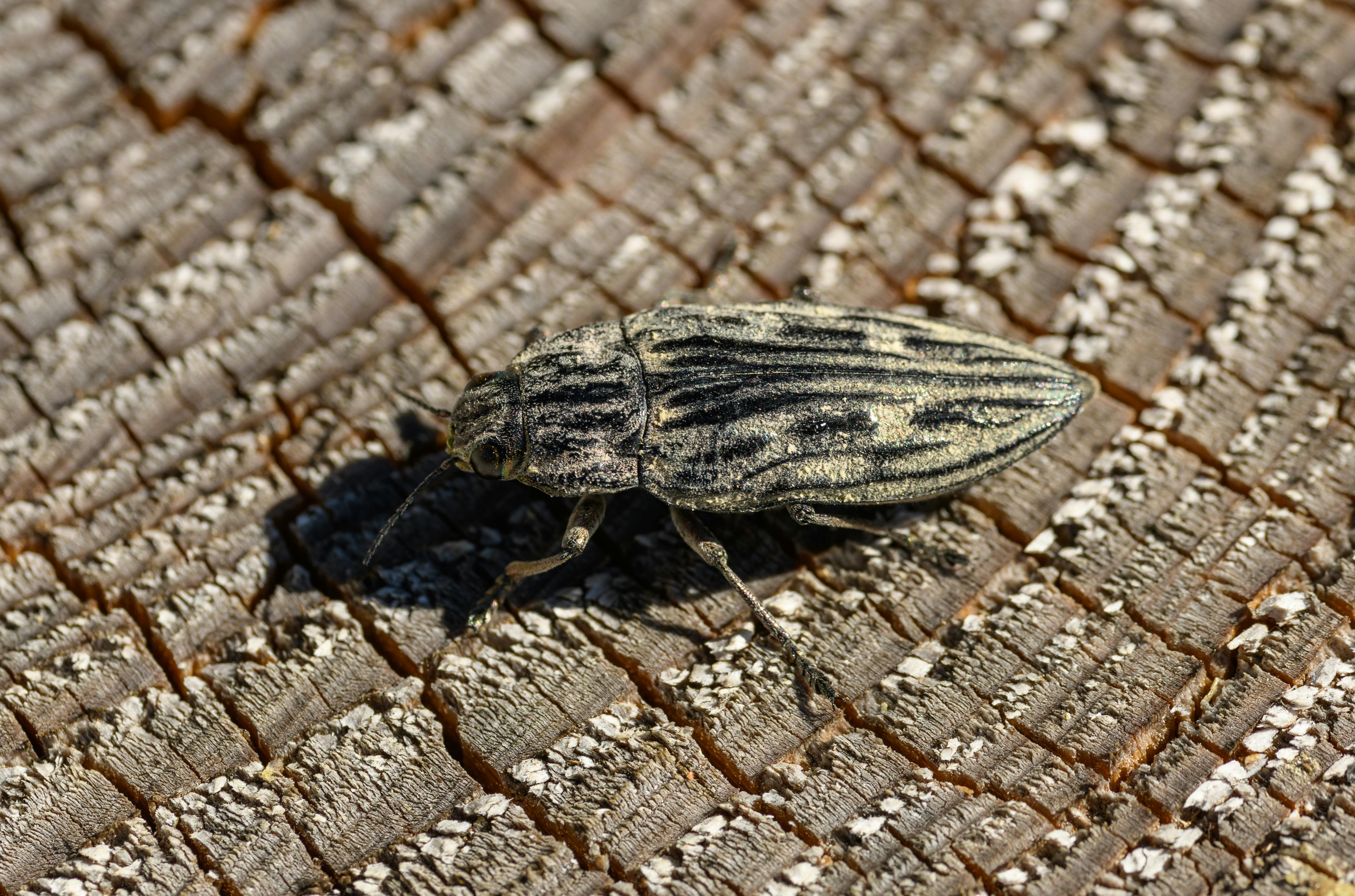 Beetle on Tree Bark · Free Stock Photo