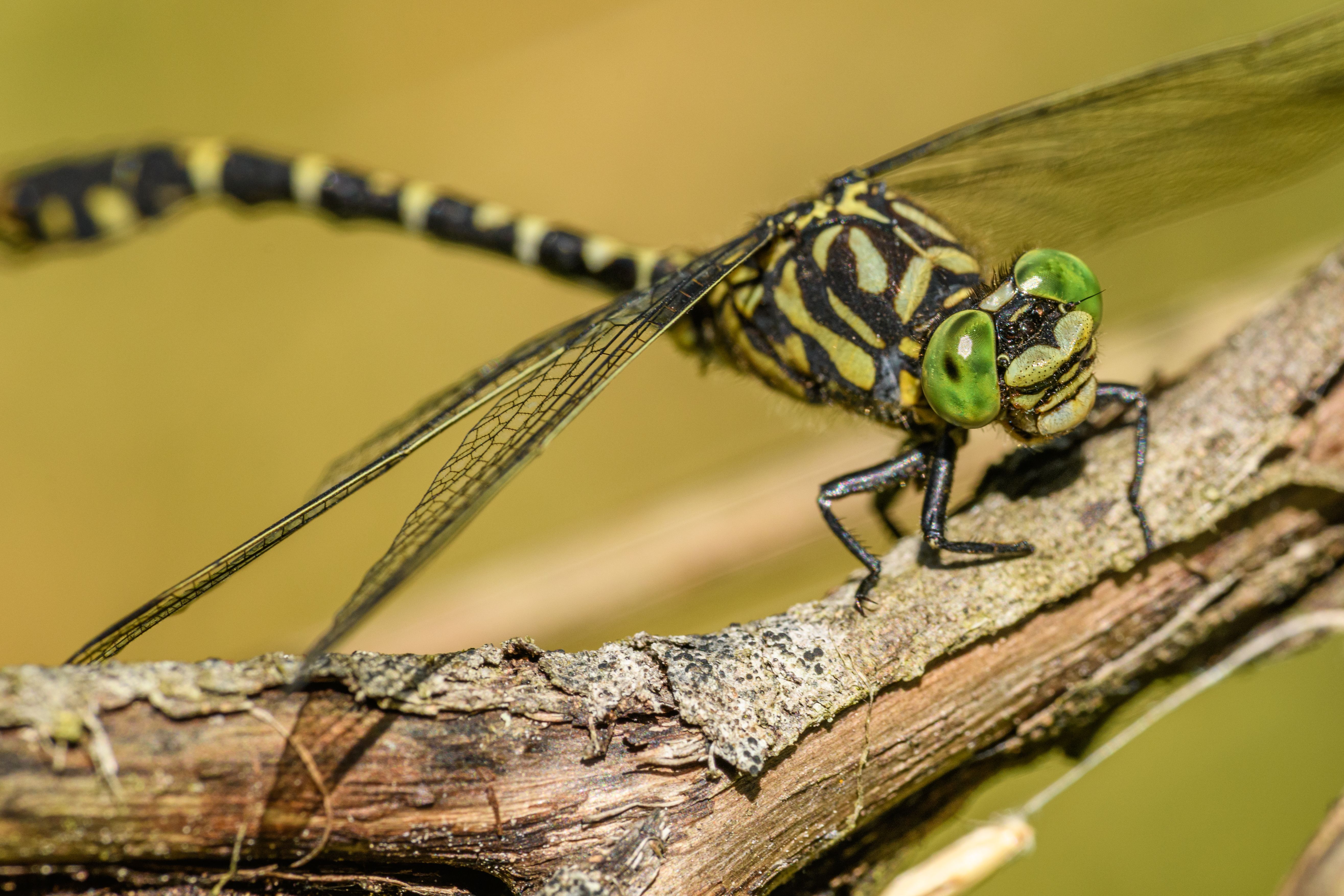Close-Up of a Dragonfly Standing on a Tree Branch · Free Stock Photo