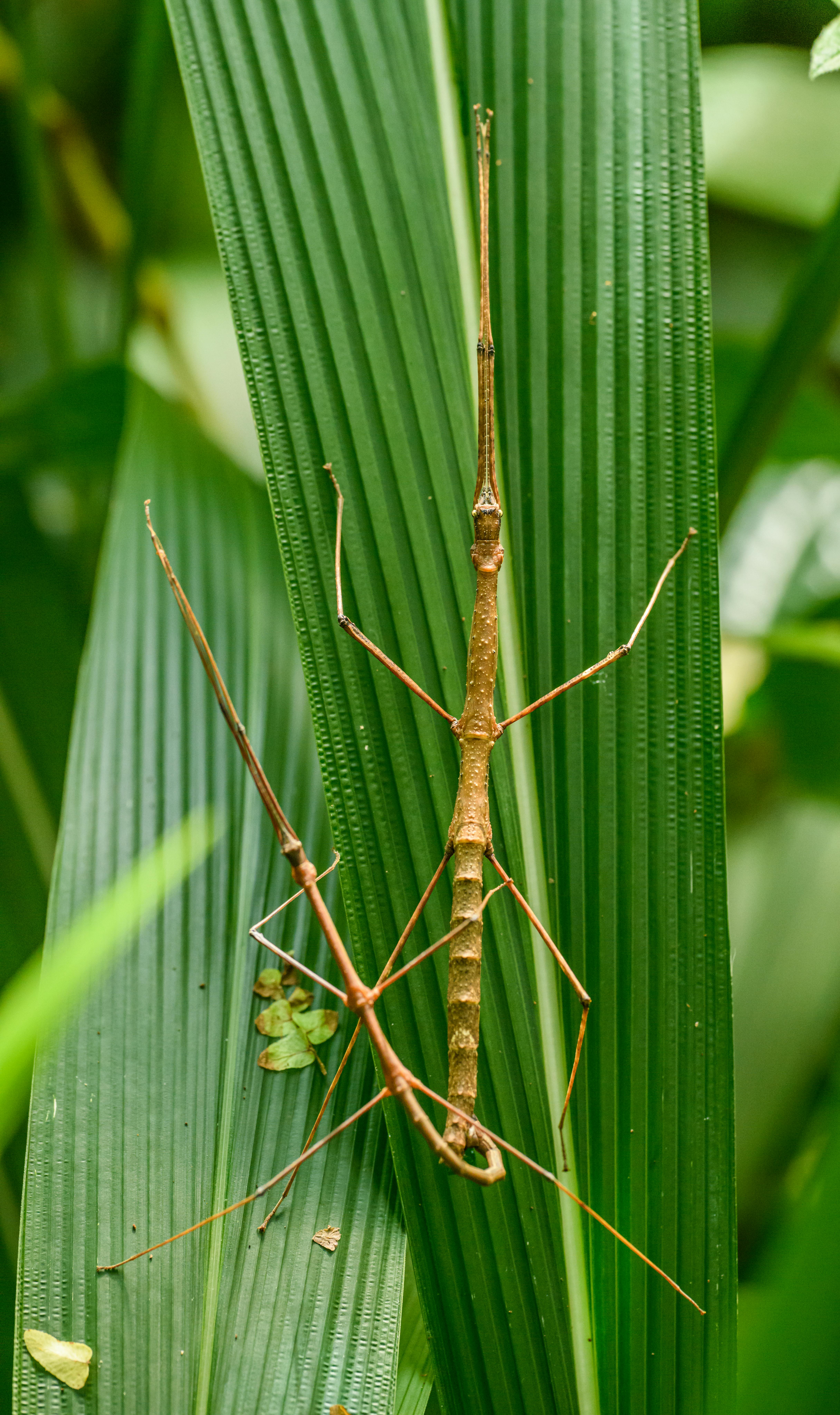 Stick Bug Photos, Download The BEST Free Stick Bug Stock Photos & HD Images