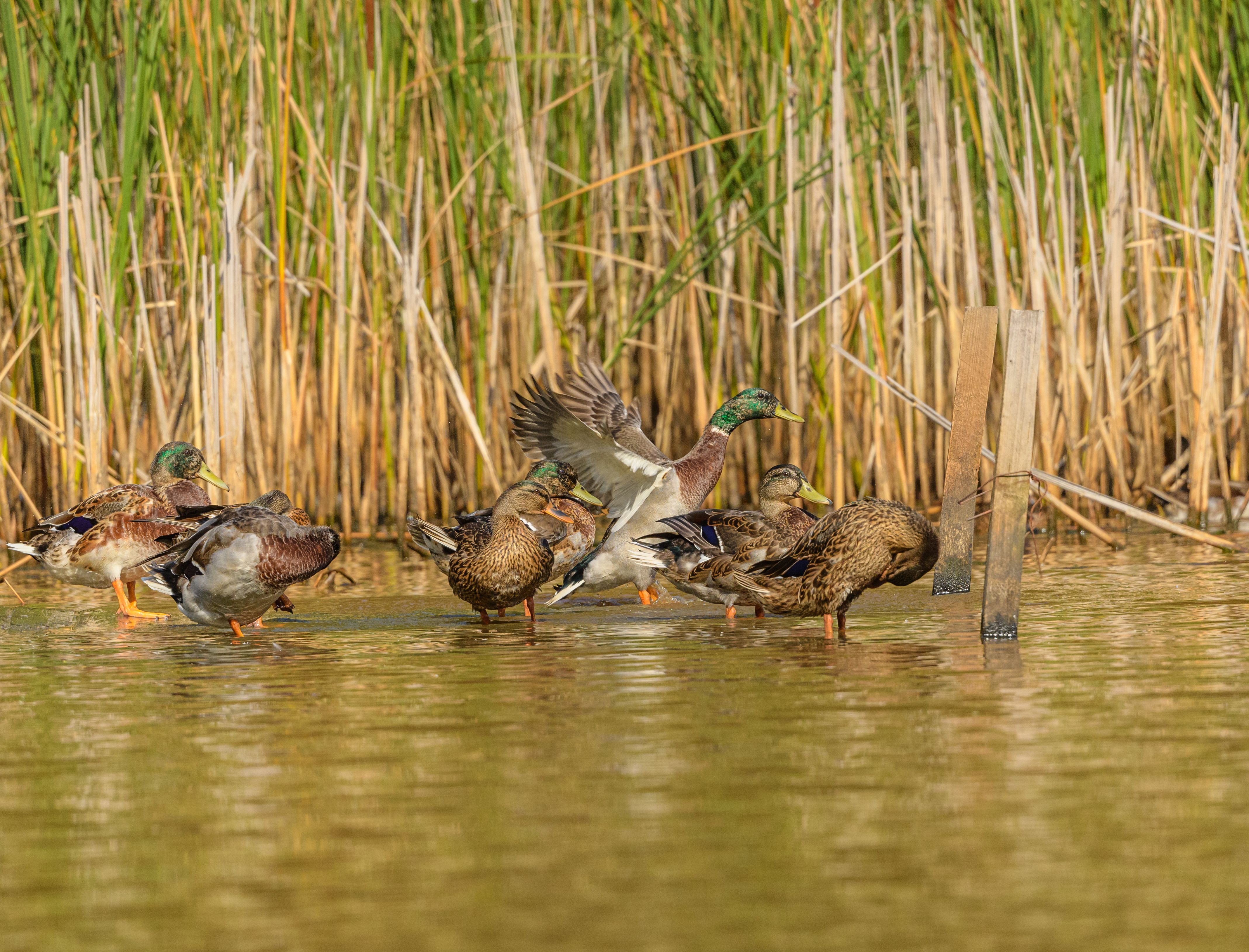 Reed Birds Photos, Download The BEST Free Reed Birds Stock Photos & HD ...
