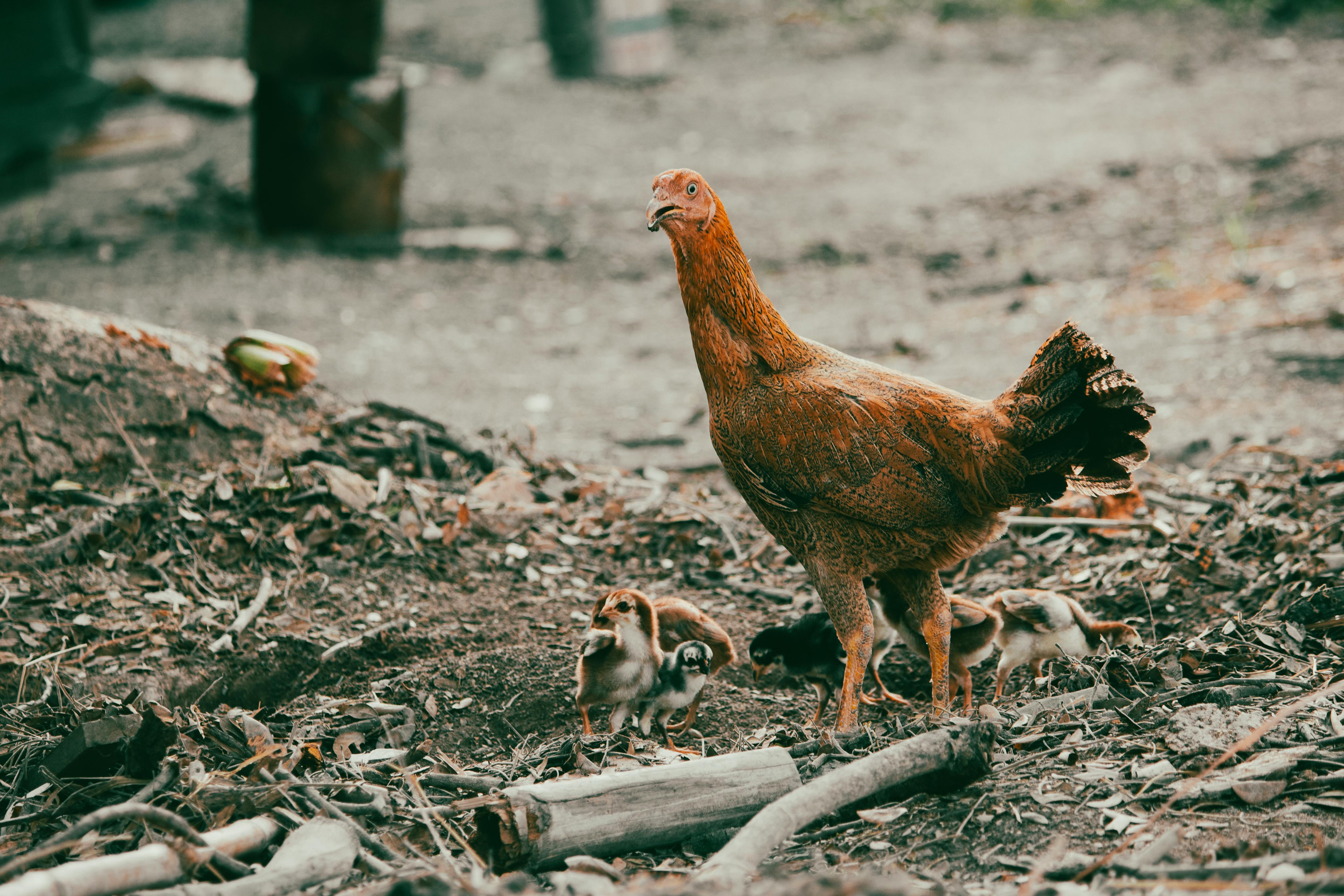 Brown and Black Hen With Peep of Chick Outdoor · Free Stock Photo