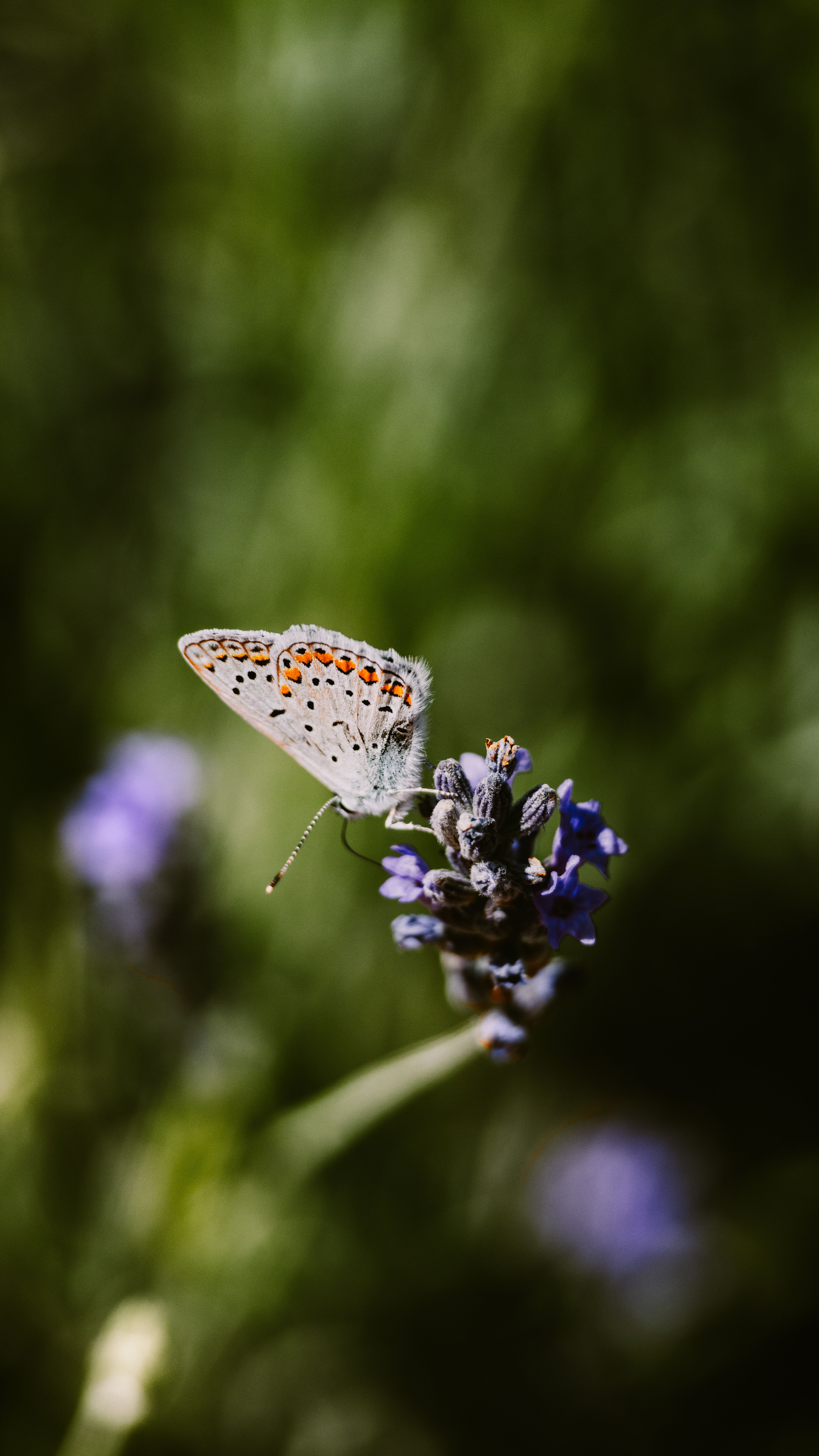 White Spotted Butterfly Sitting on Flower · Free Stock Photo