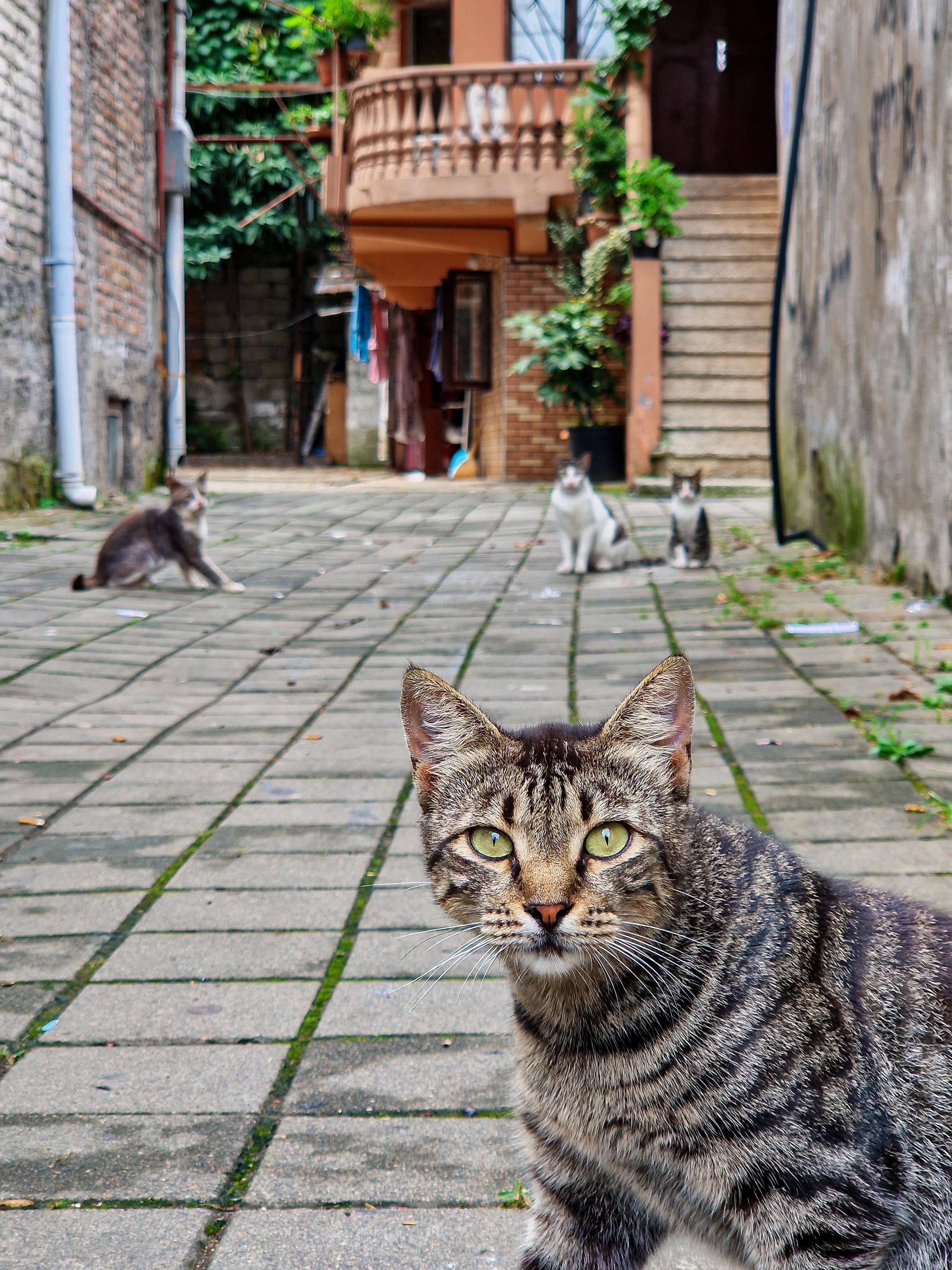 Cats in Paving Street · Free Stock Photo