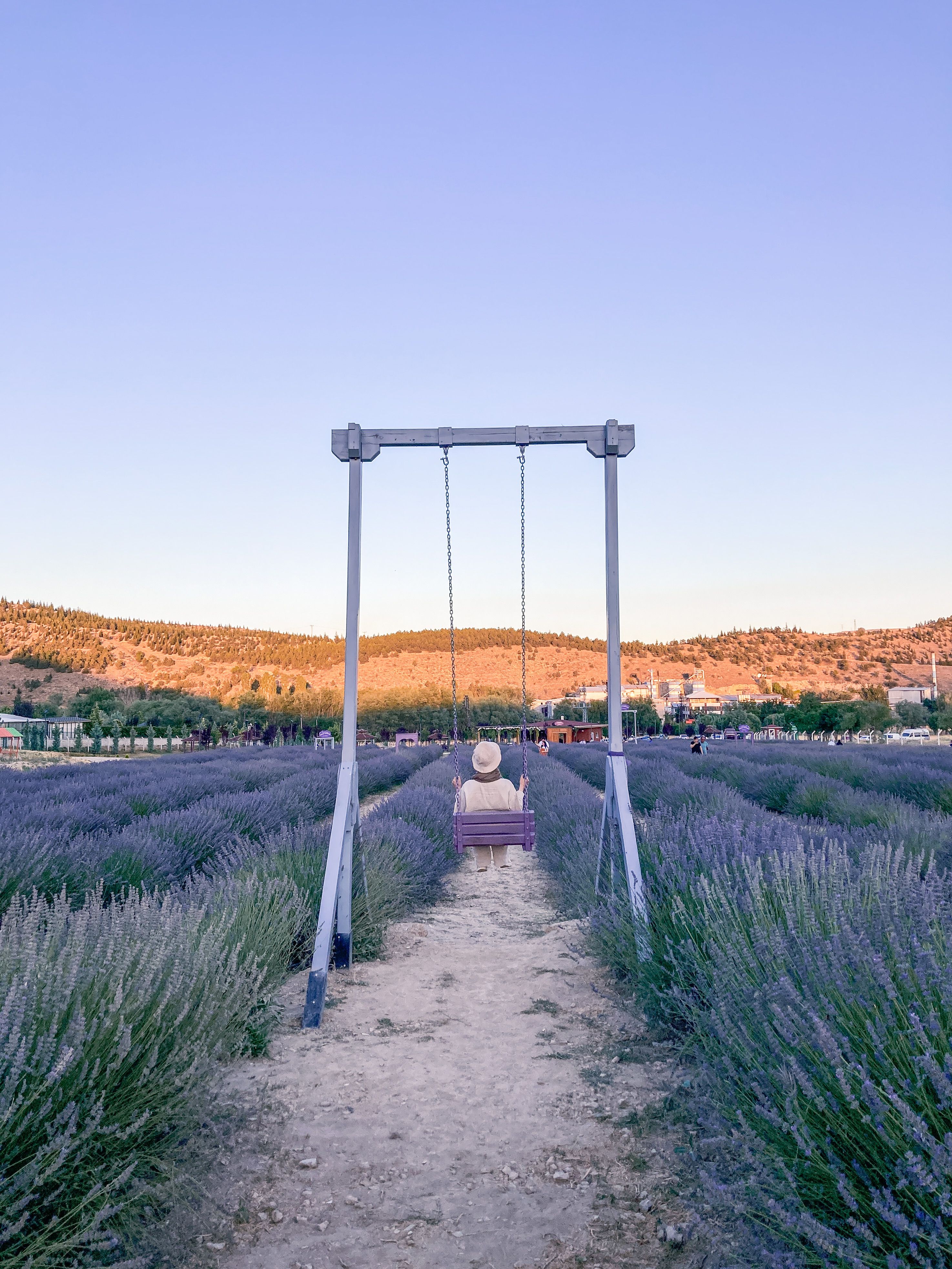 Woman On A Swing In The Middle Of A Lavender Field Photos, Download The ...