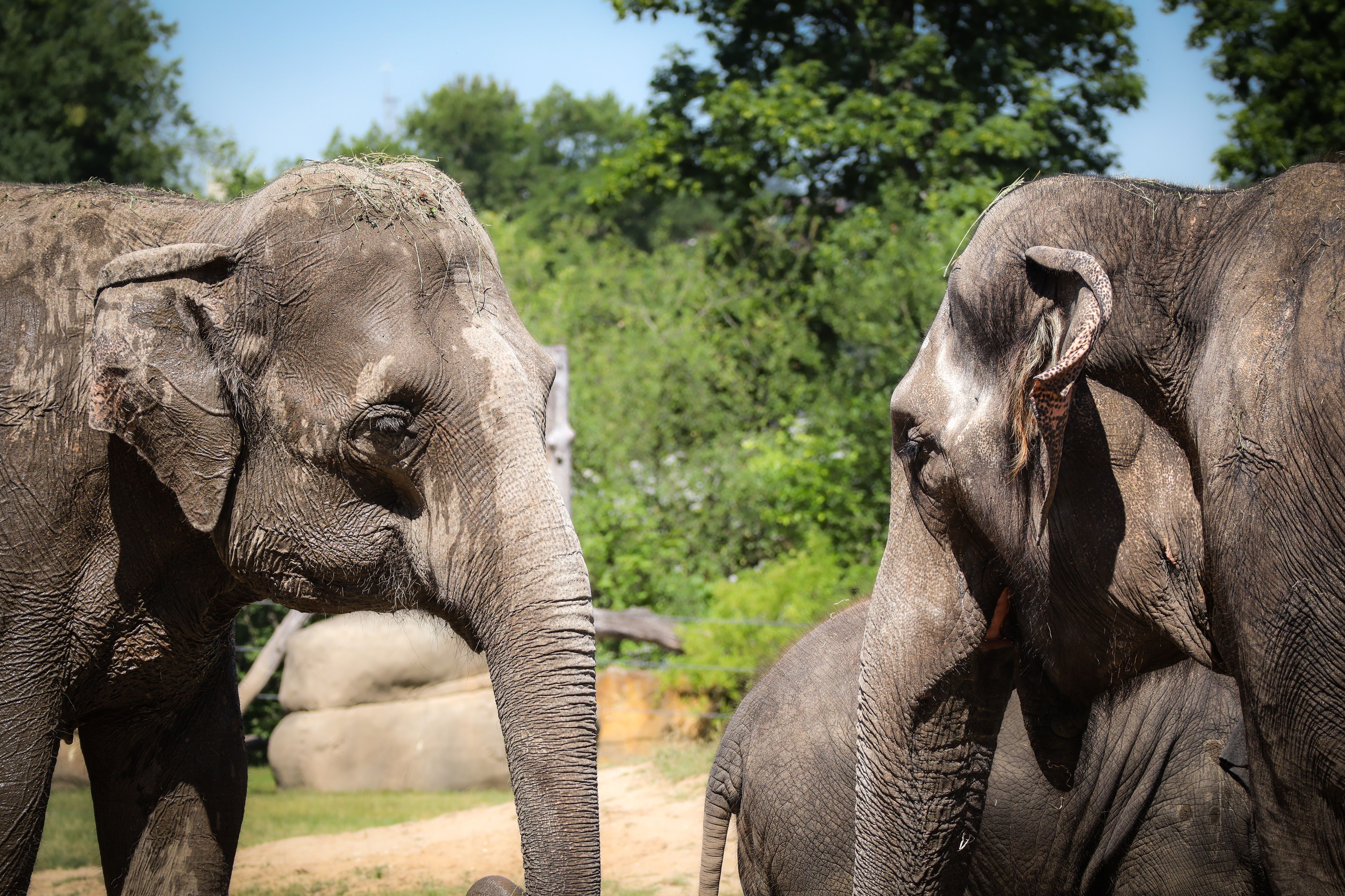 Crying Elephants Photos, Download The BEST Free Crying Elephants Stock ...