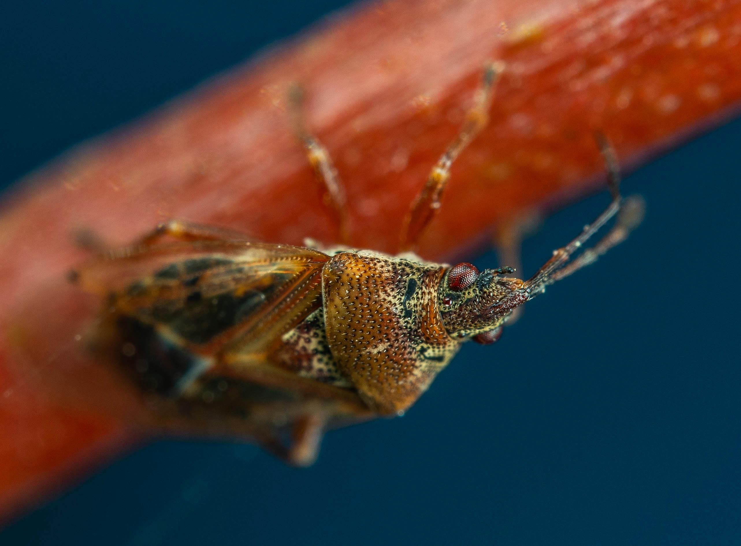 Little Tick on a Fruit · Free Stock Photo