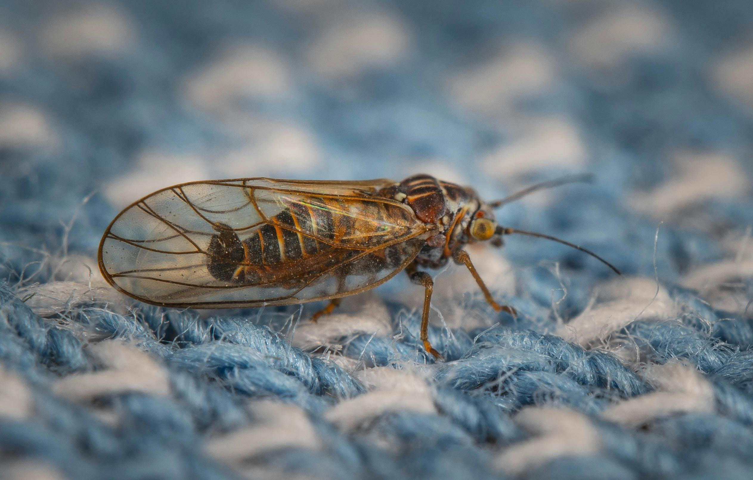 Close up of Bug · Free Stock Photo