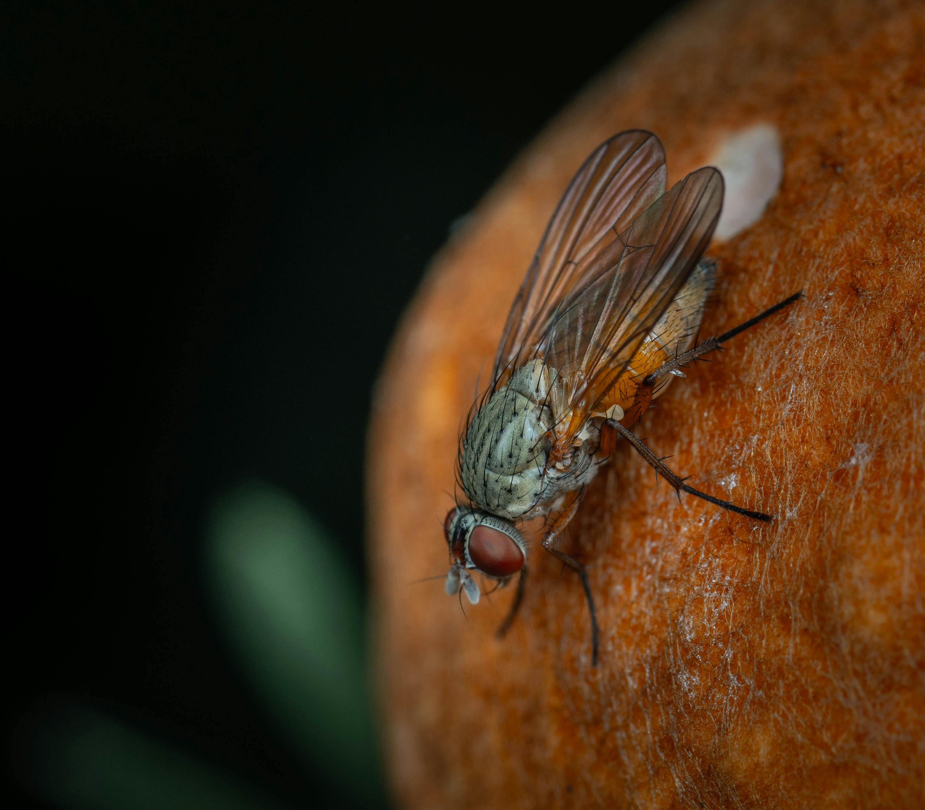 Botflies Mating Close Up Photography · Free Stock Photo