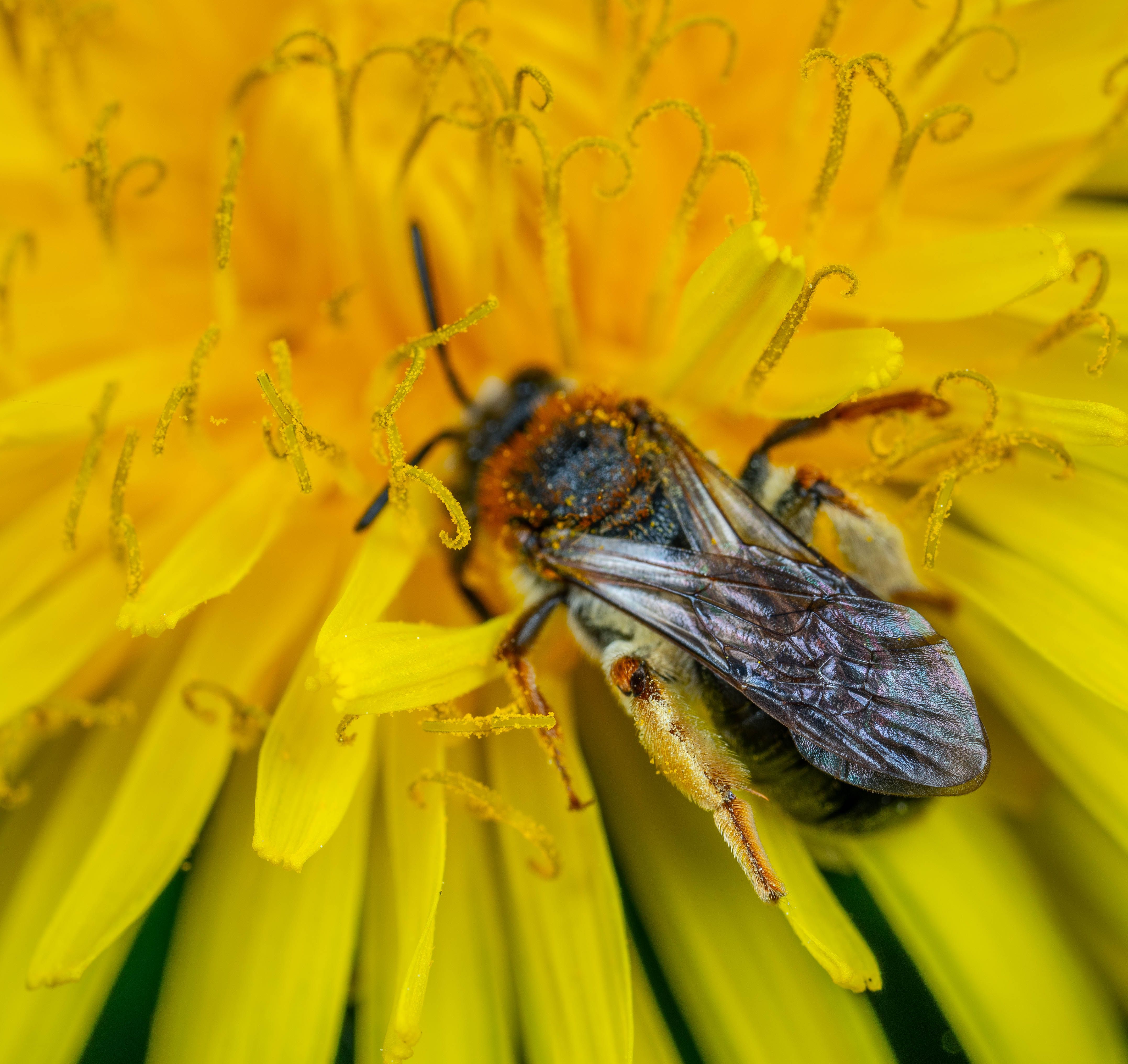 Foto de stock gratuita sobre abeja, amarillo, de cerca, flor ...