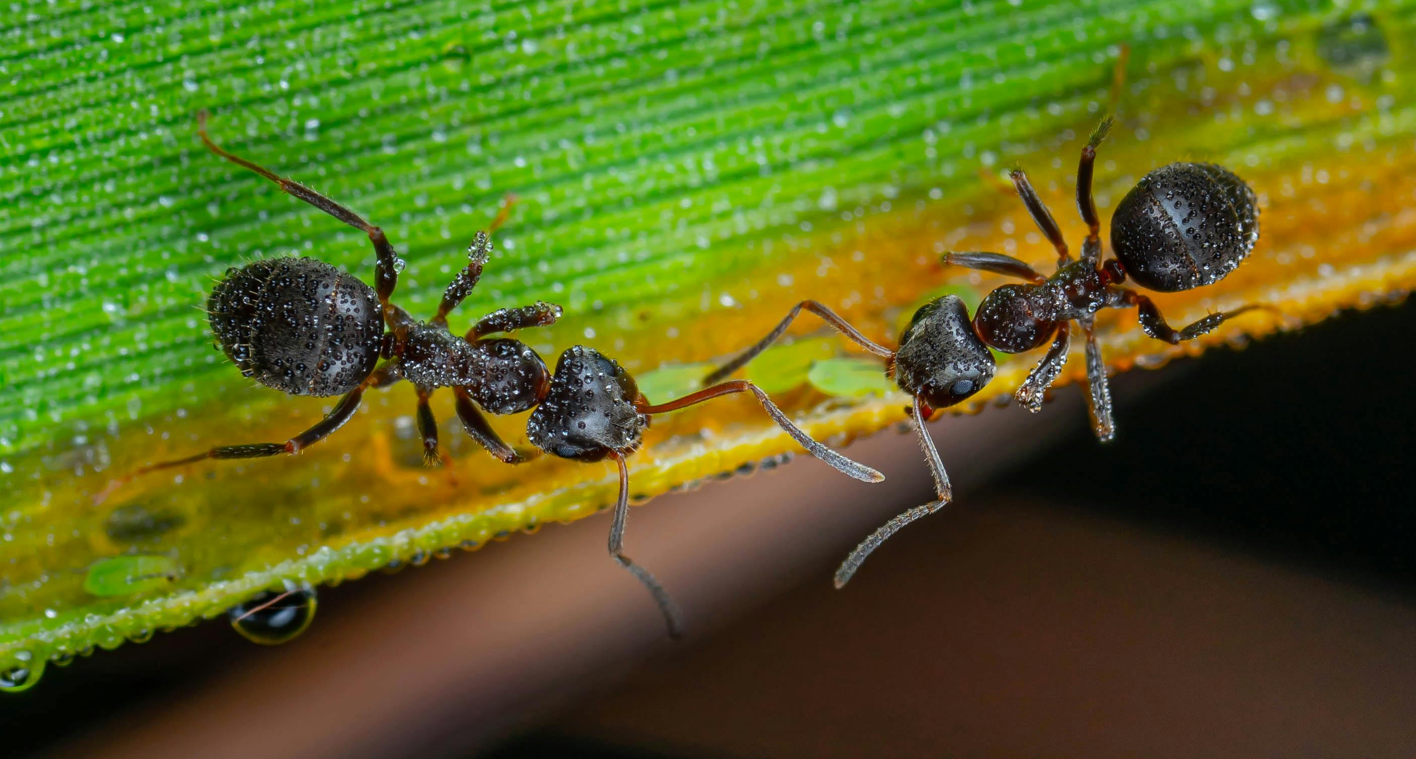 Pair Of Ants Photos, Download The BEST Free Pair Of Ants Stock Photos ...