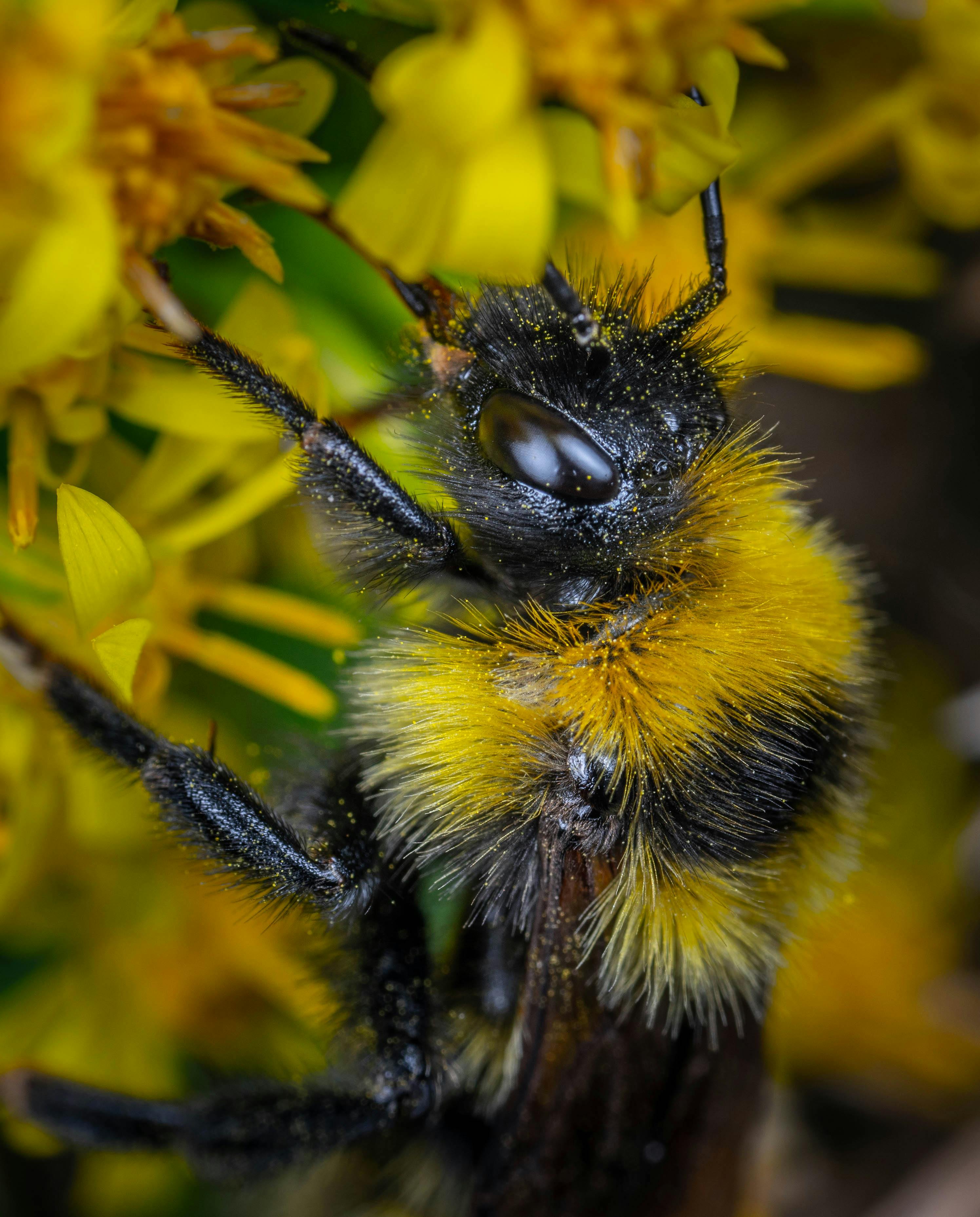 Close up of Bee · Free Stock Photo