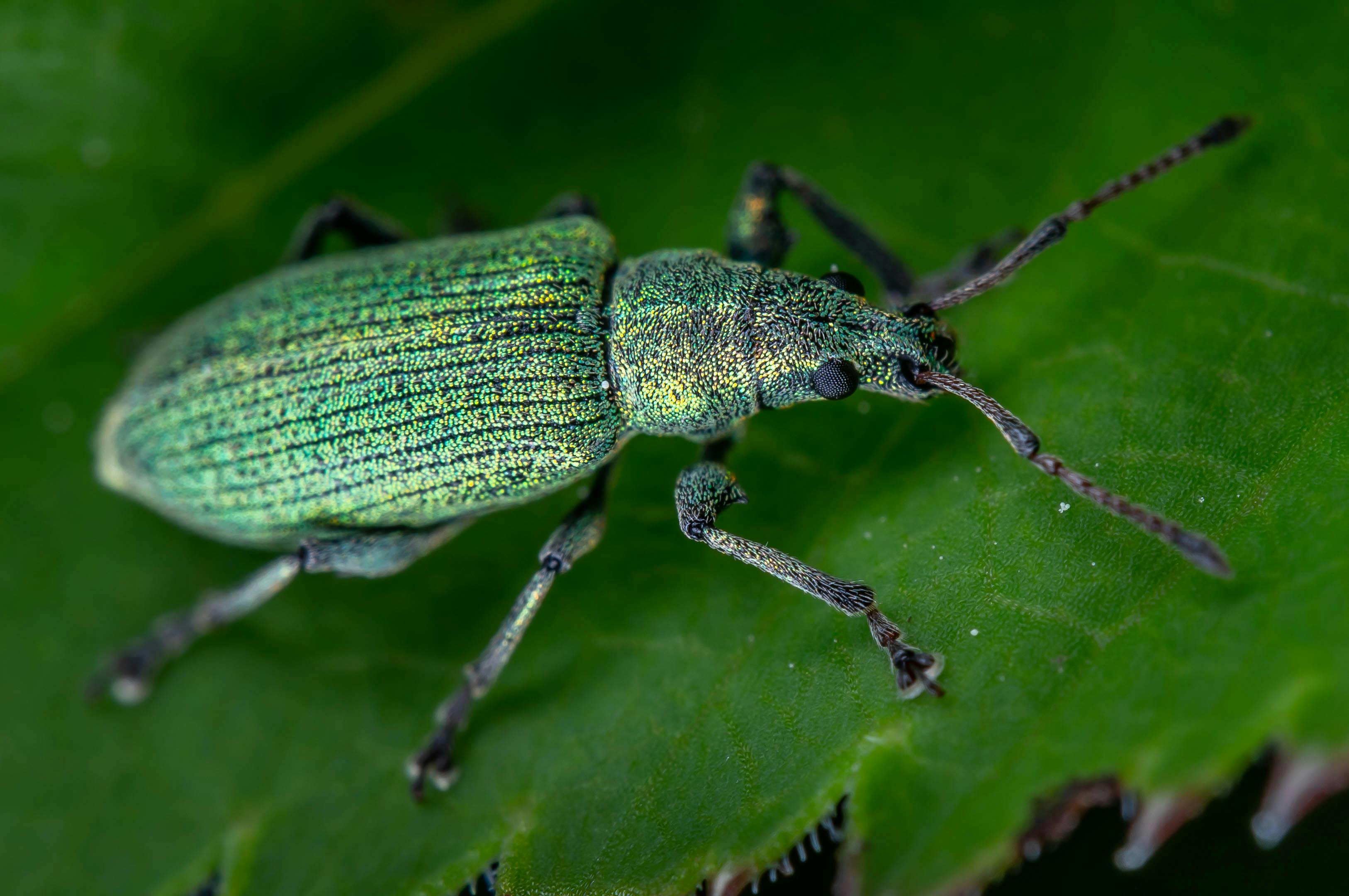 Close up of Green Weevil · Free Stock Photo