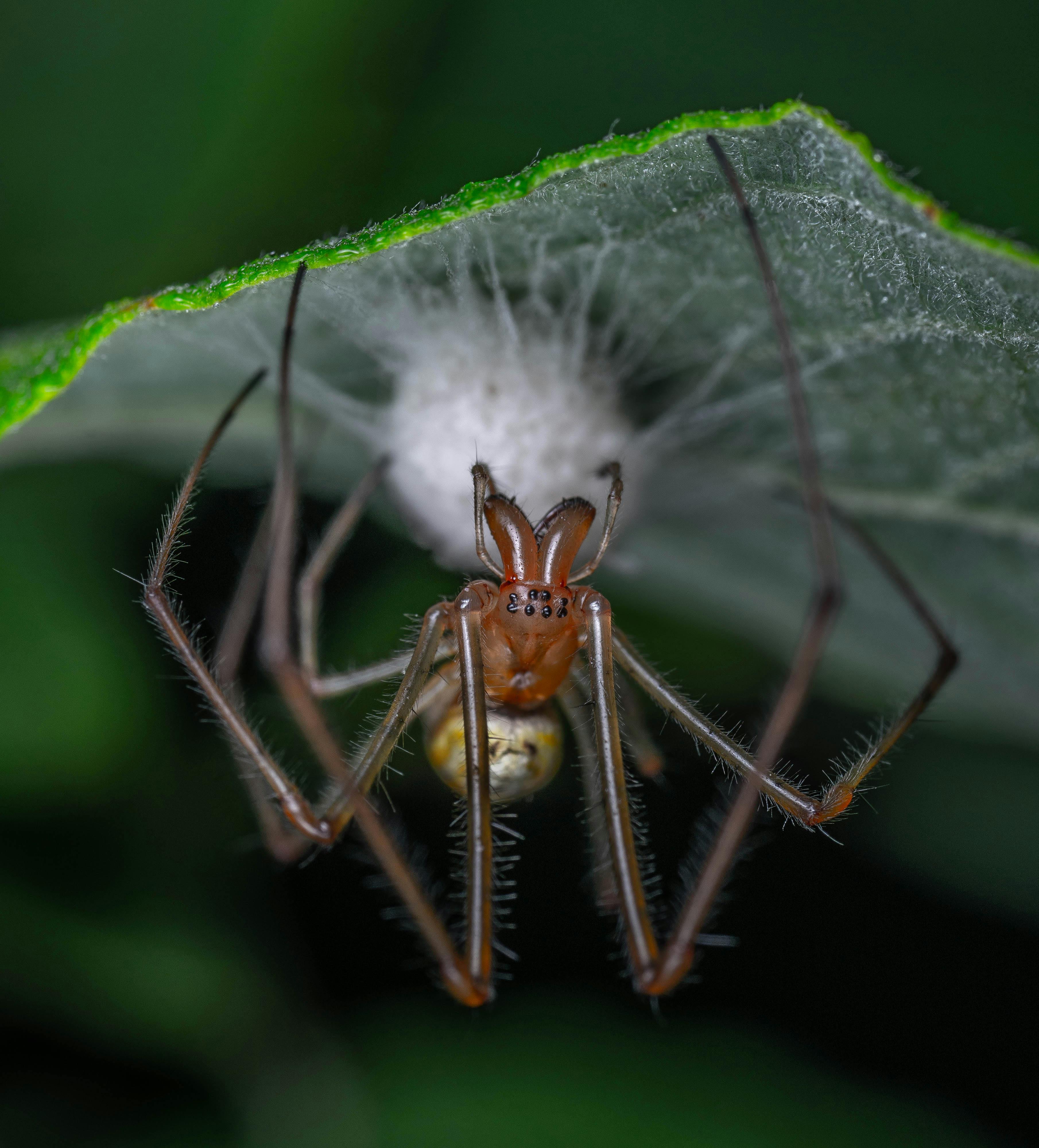 Closeup of Argyrodes Spider · Free Stock Photo