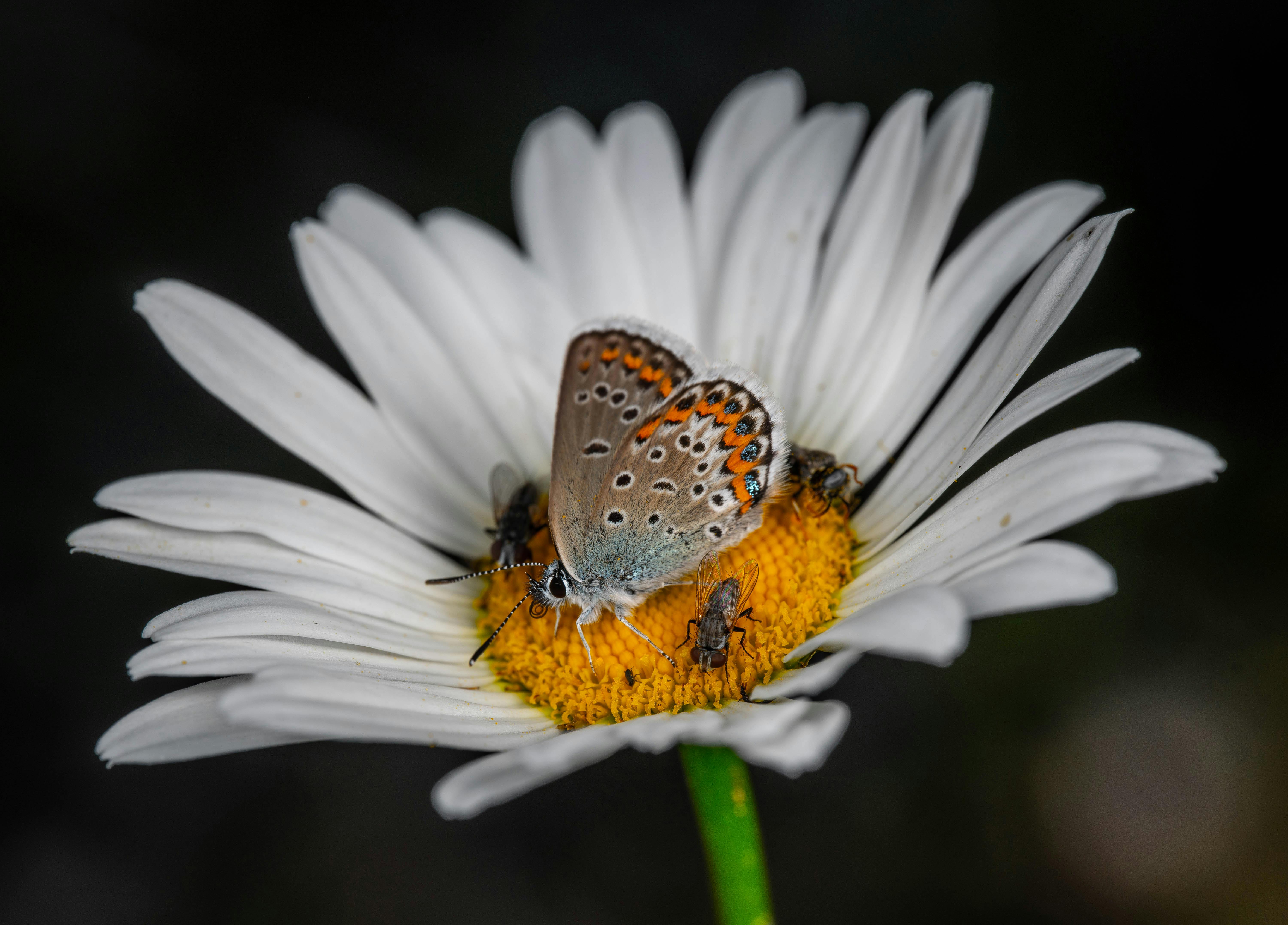 Ghost Butterfly Photos, Download The BEST Free Ghost Butterfly Stock ...