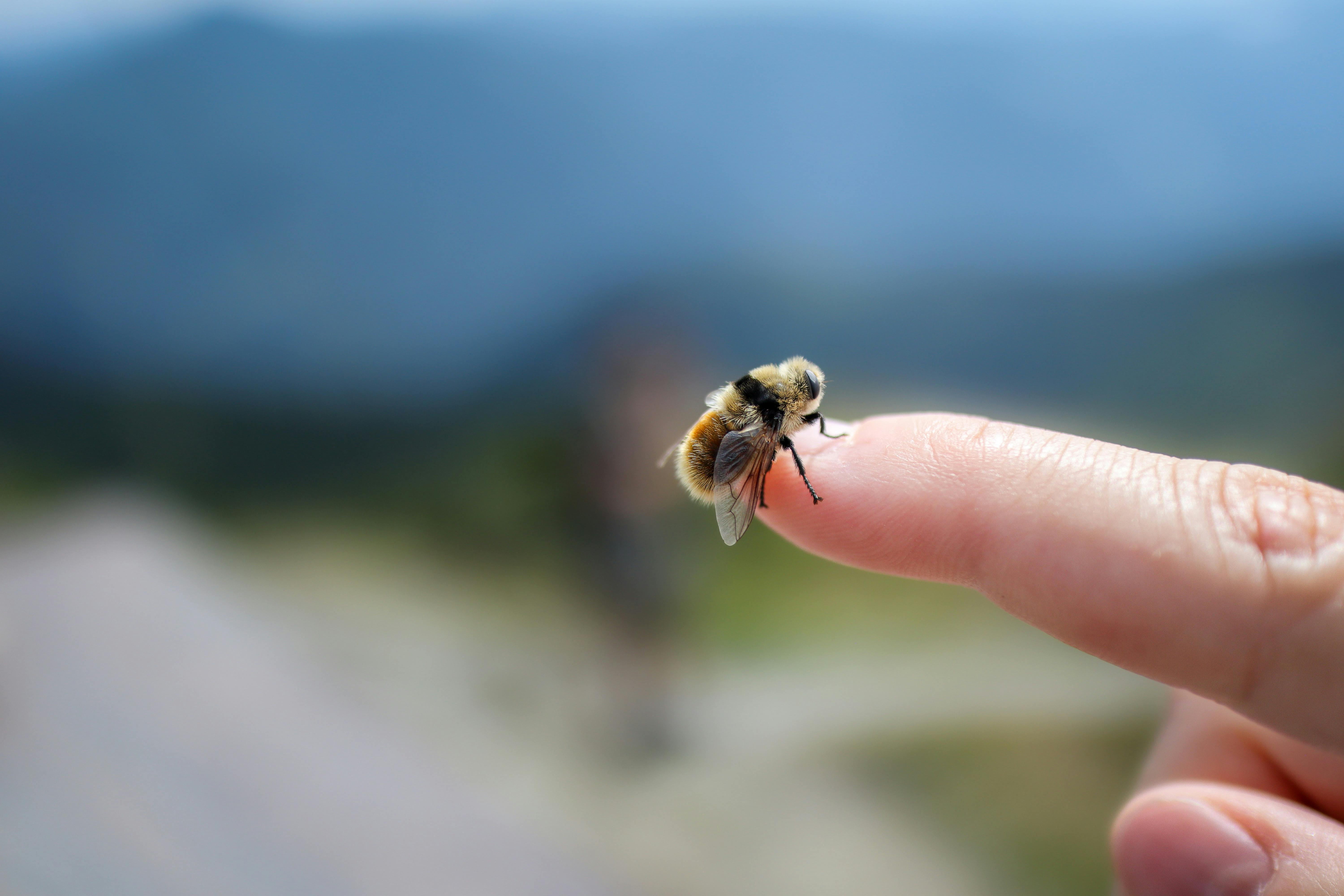 Bumblebee on Man Finger · Free Stock Photo