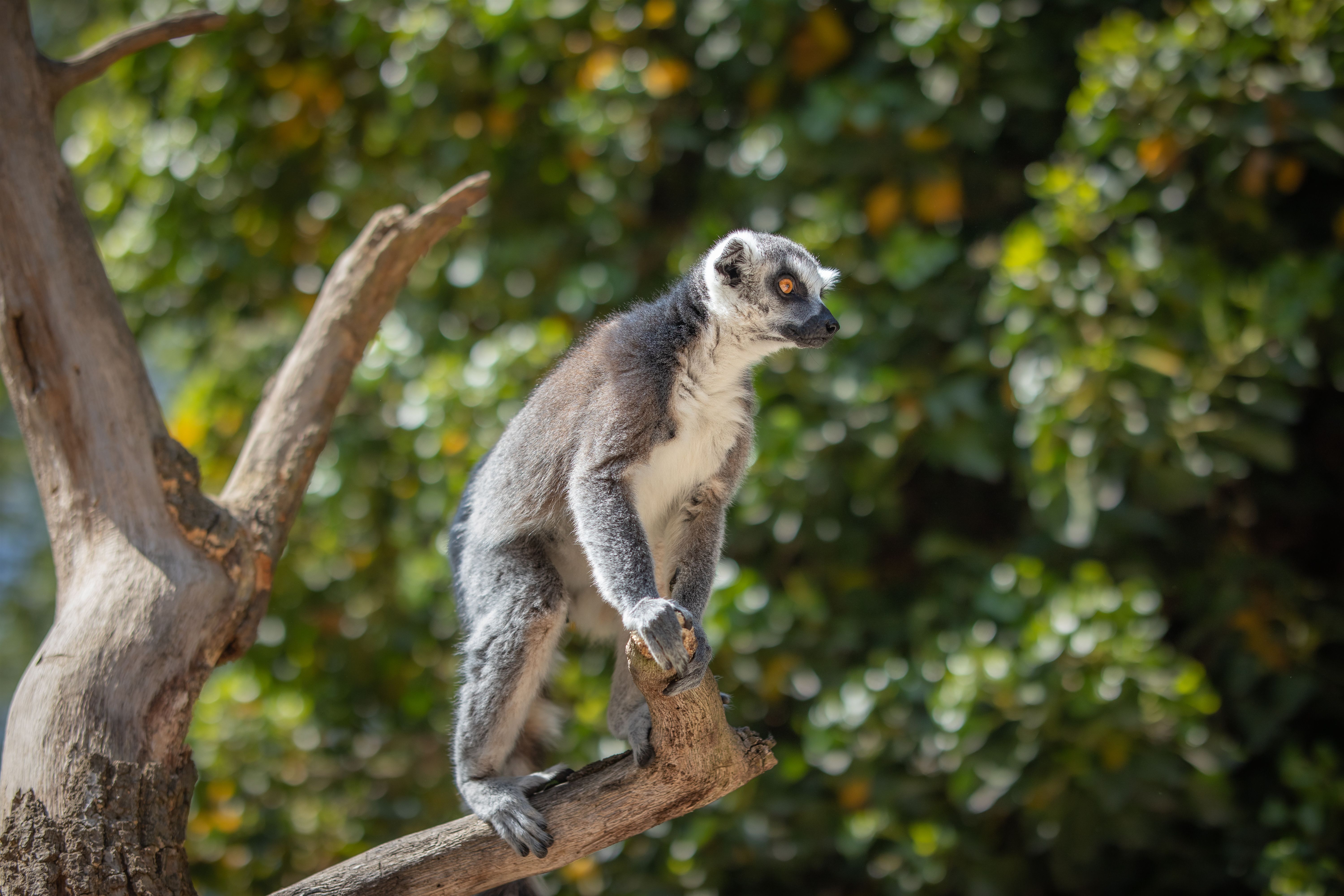 Lemur on a Tree in a Forest · Free Stock Photo