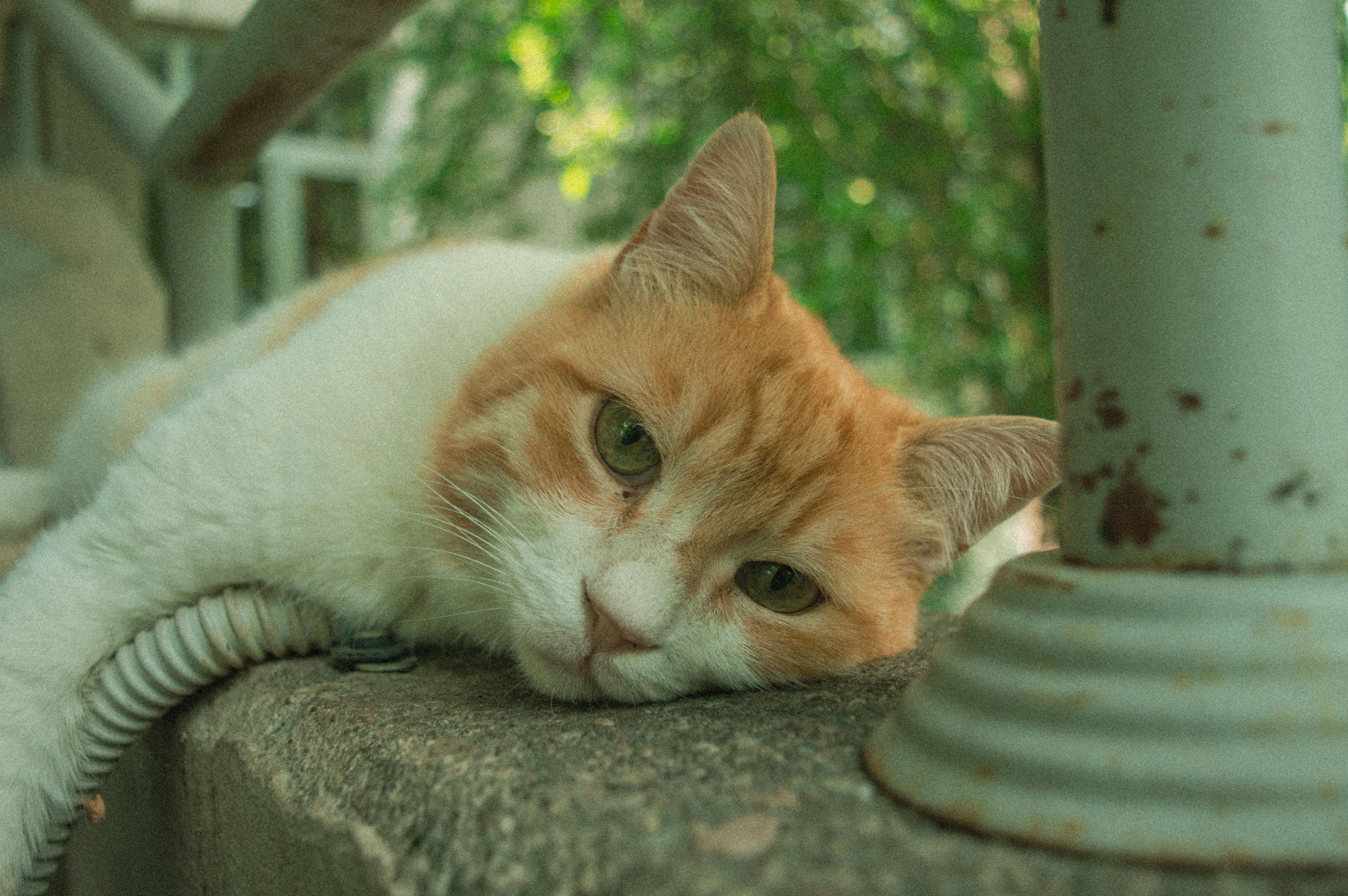 A cat laying on a ledge · Free Stock Photo